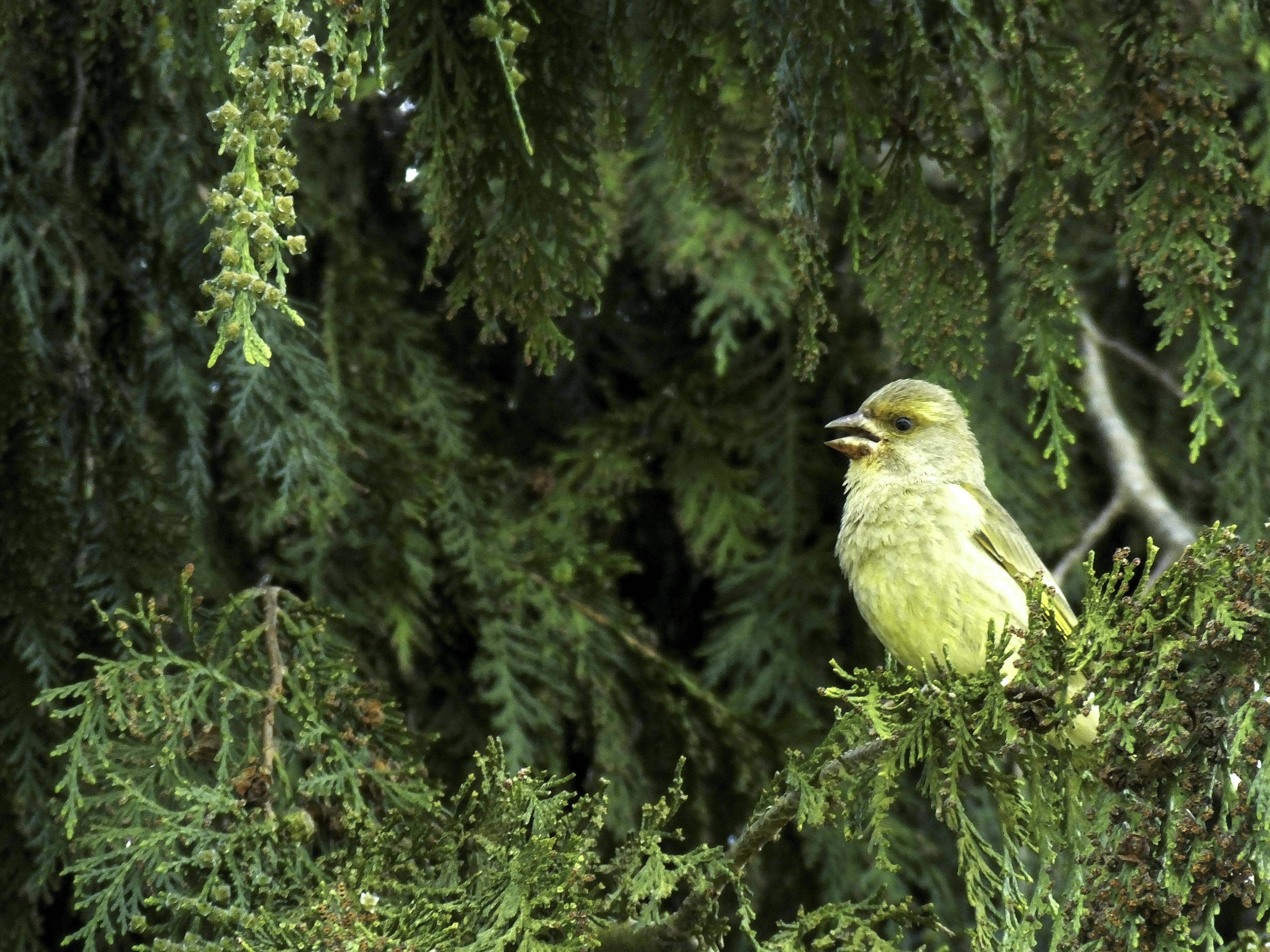 Verdant Silence: A Goldcrest Trilling Among Cedar Lloom