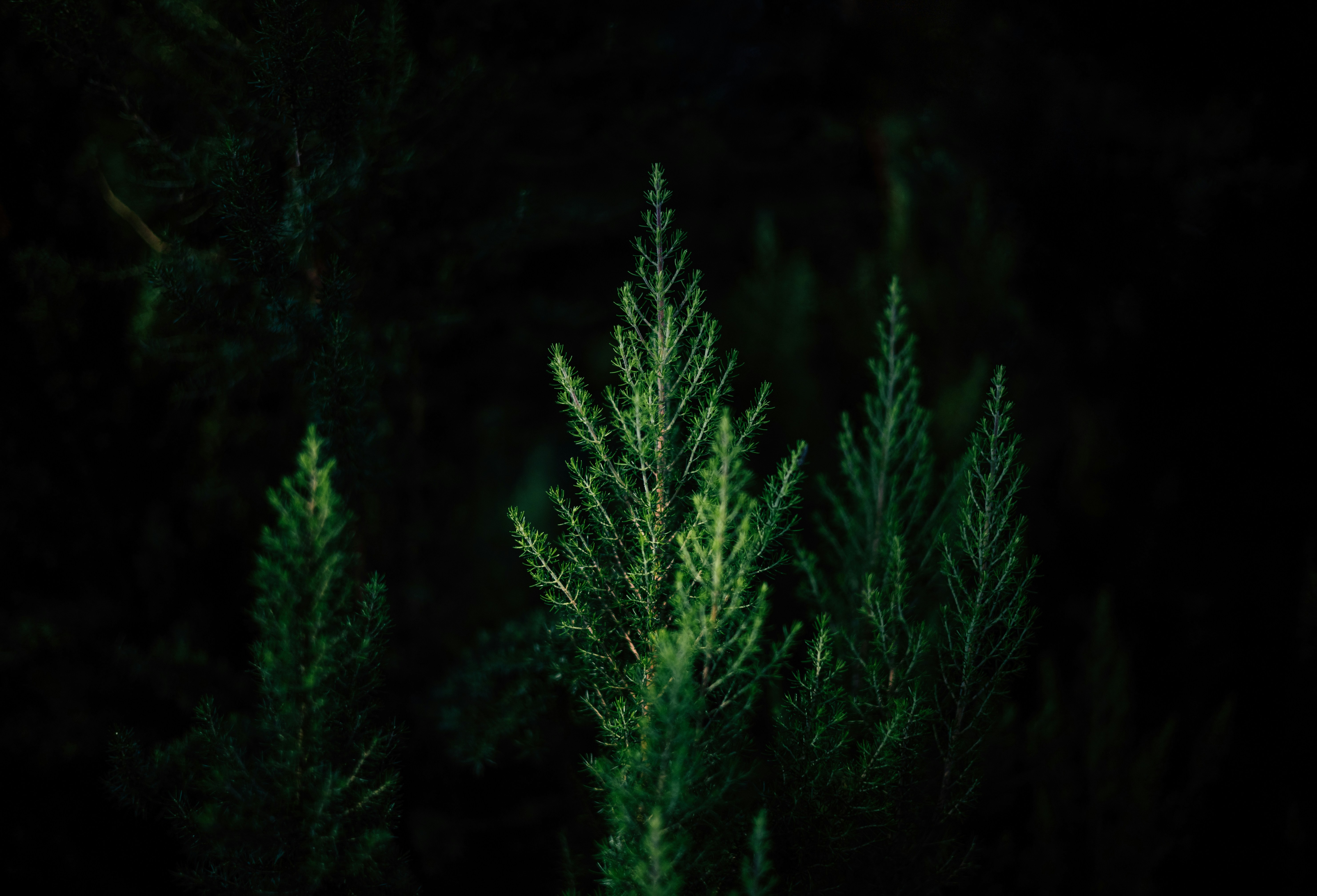 Dark green fir trees softly illuminated against a shadowy backdrop.