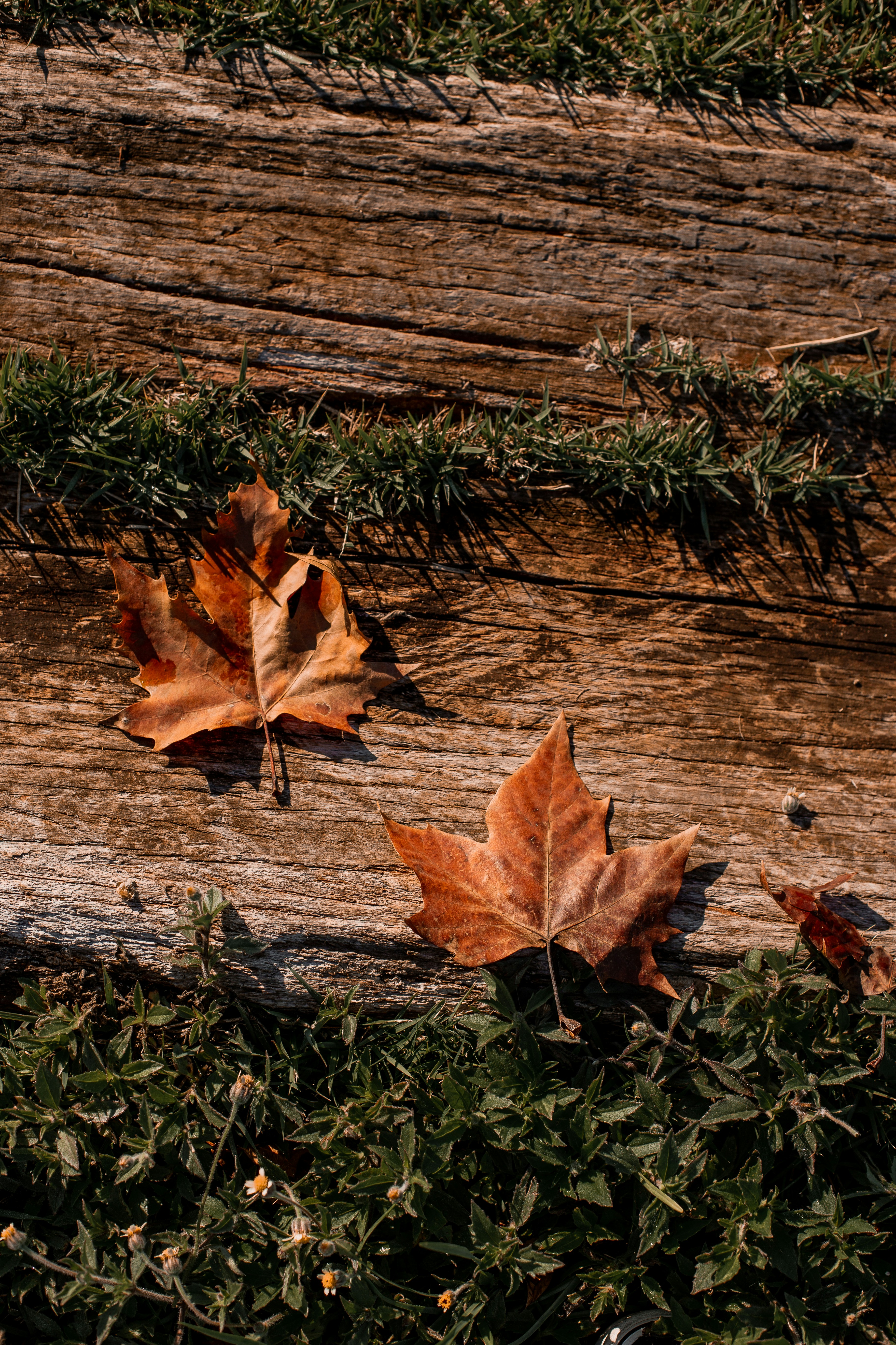 brown dried leaf on brown wooden surface