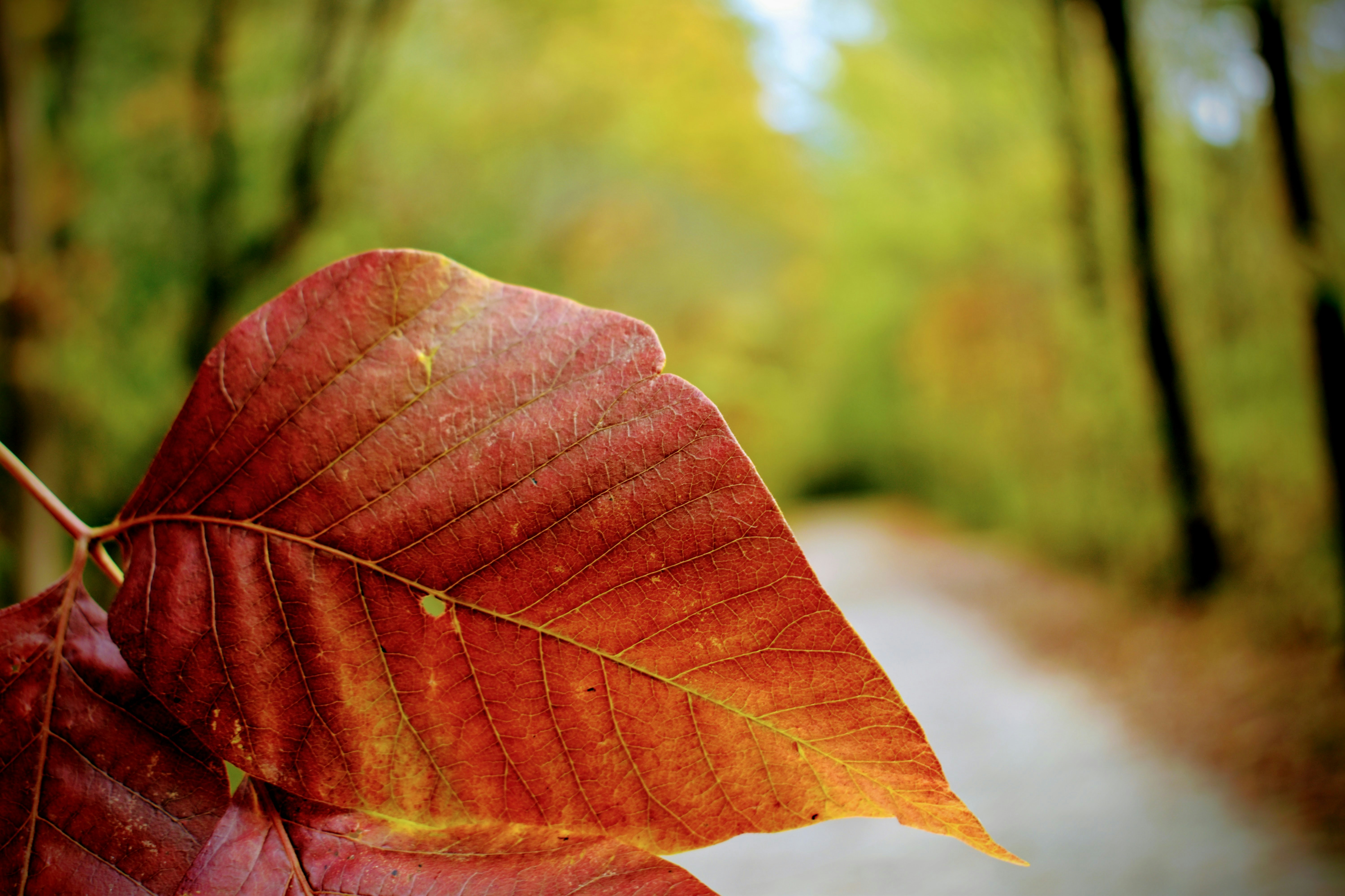 Crimson Foreground Leaf Framing a Quiet Autumn Path