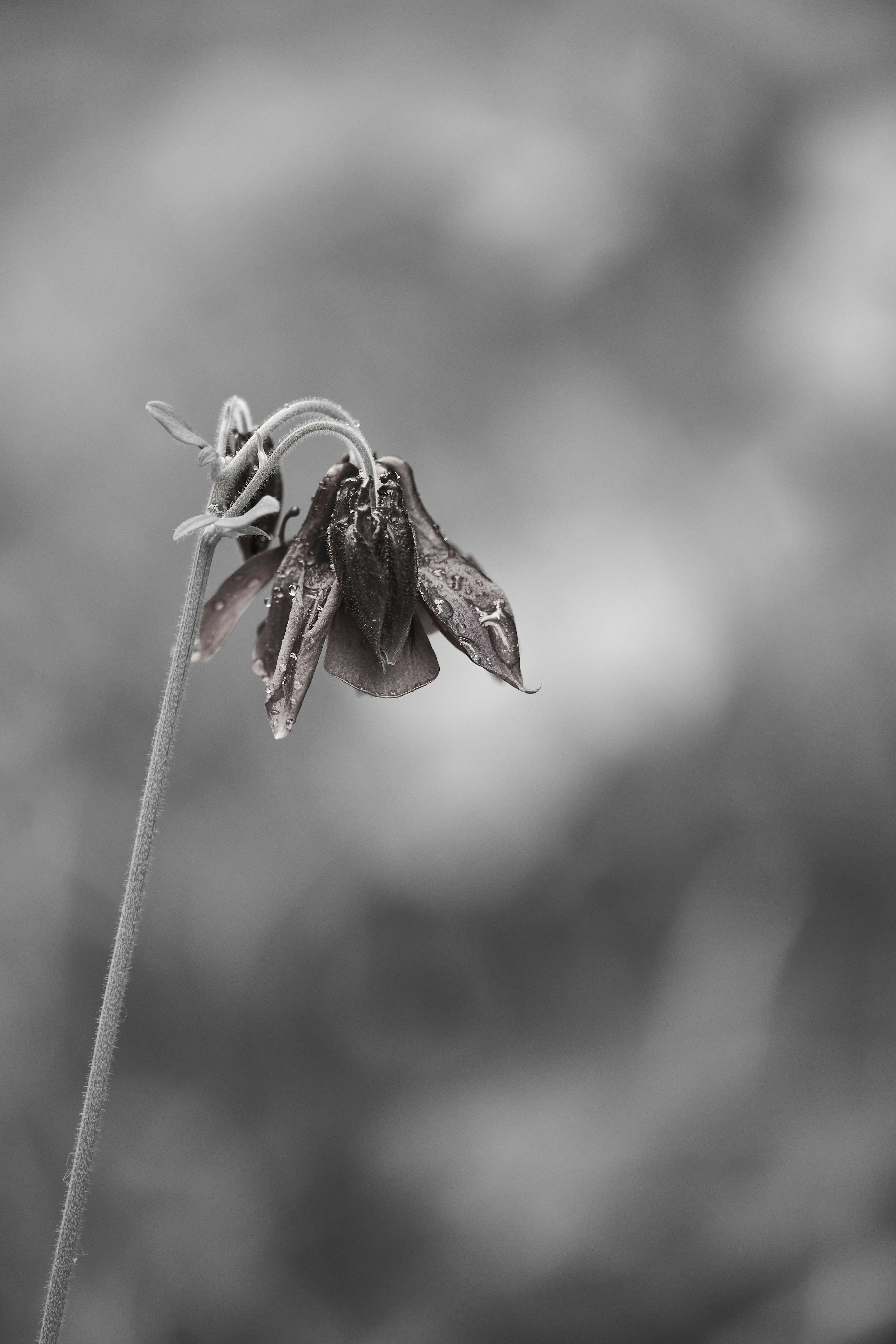 Foto Capullo de flor rojo y blanco en fotografía de primer plano ...