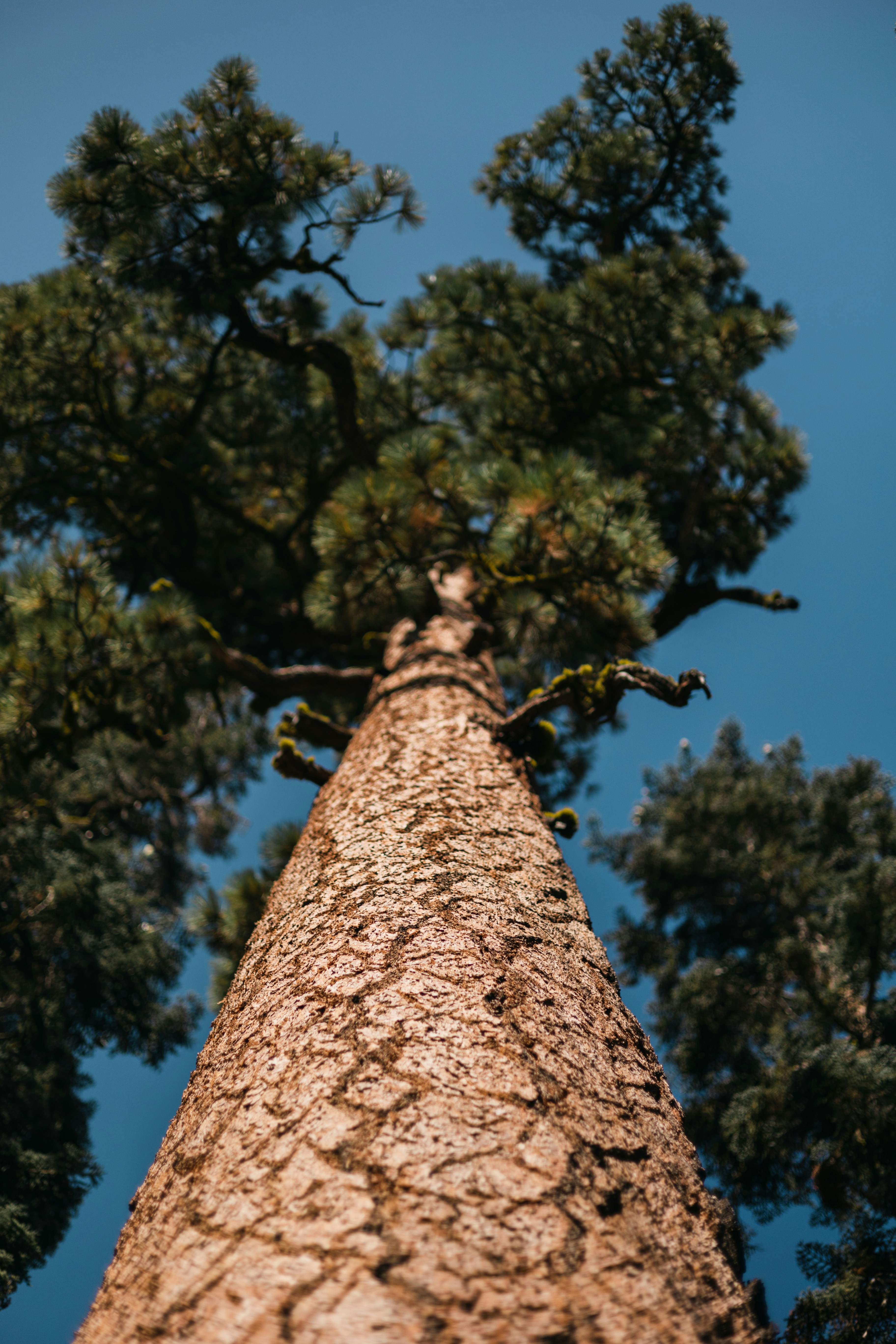 Upward Gaze: A Pine Cathedral Reaching Toward the Sky
