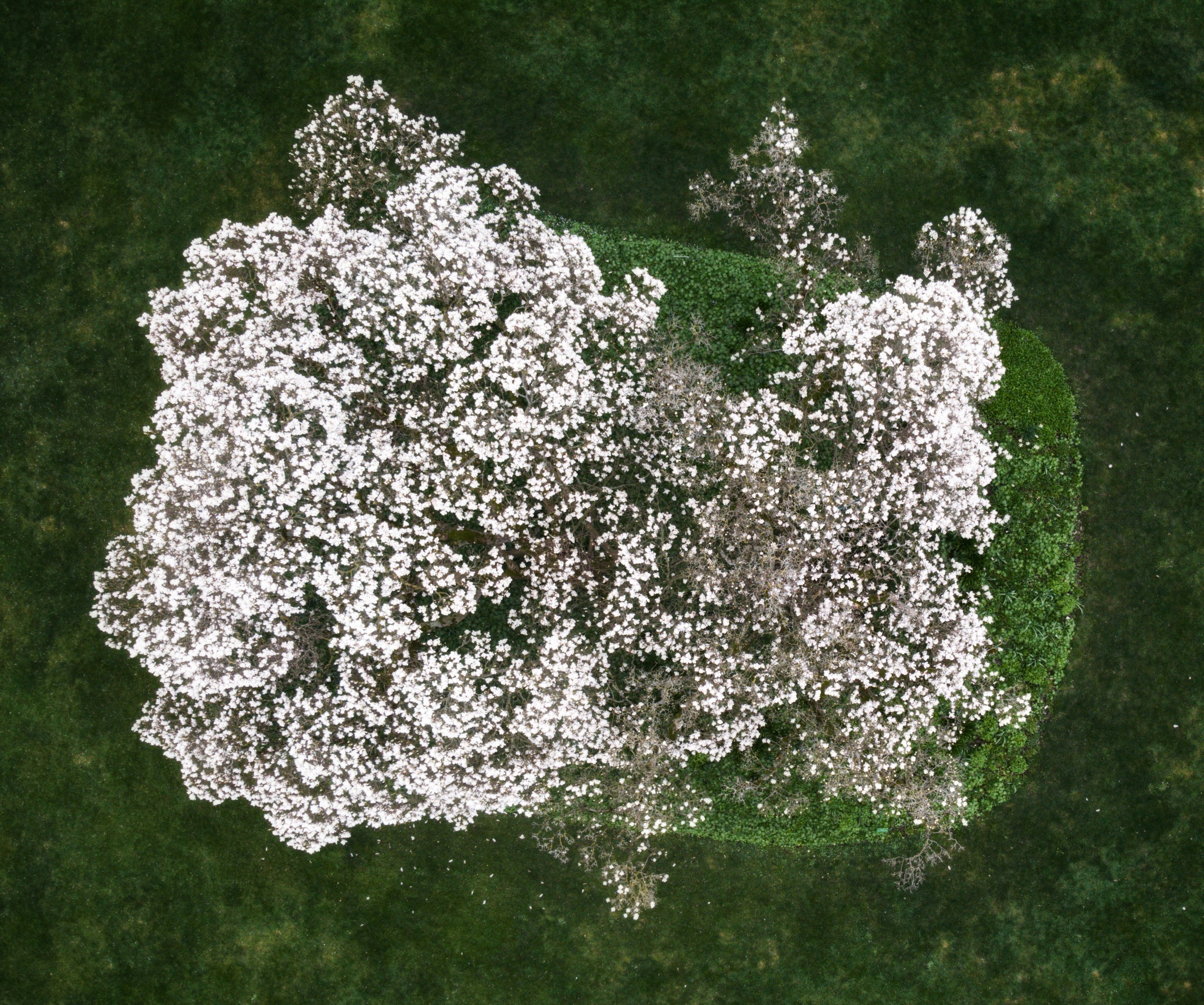 Aerial view of a flowering tree surrounded by lush greenery, showcasing a vibrant display of blossoms. The composition highlights the intricate patterns formed by nature.