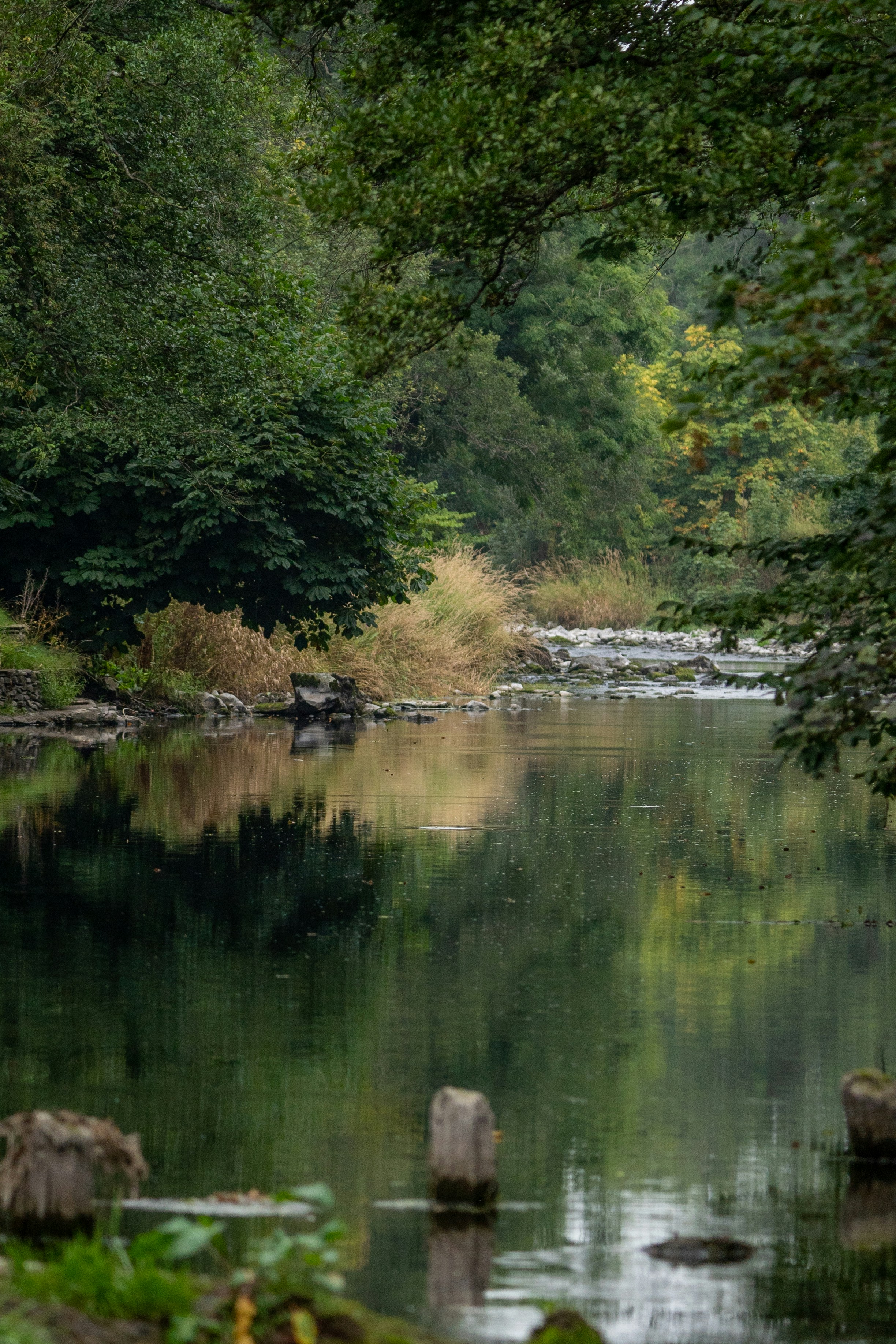 Serene river scene framed by lush greenery and gentle grasses, capturing the stillness of nature's reflection.