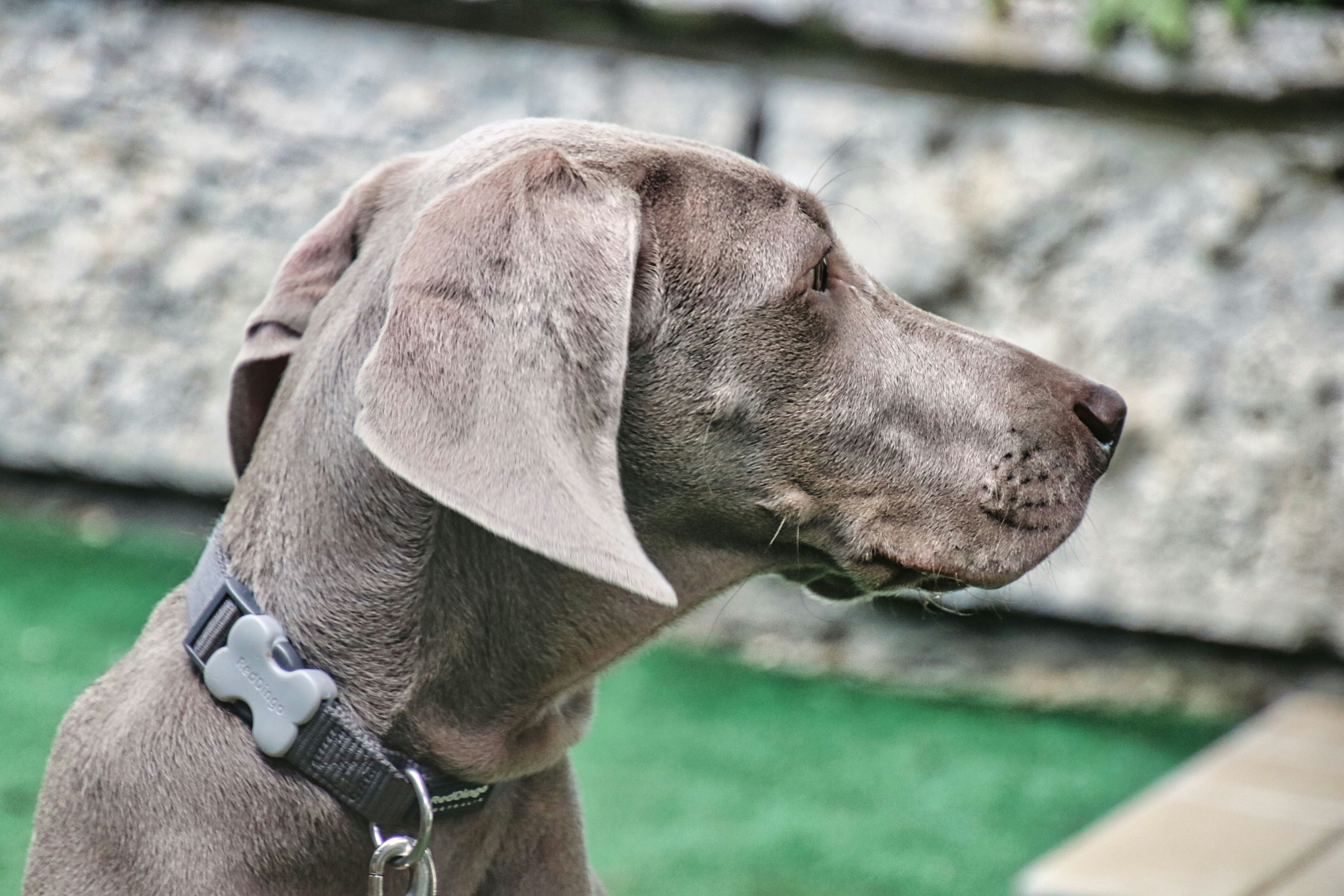 Profile of a Weimaraner dog with soft gray fur, set against a blurred natural background. The dog appears attentive and serene.