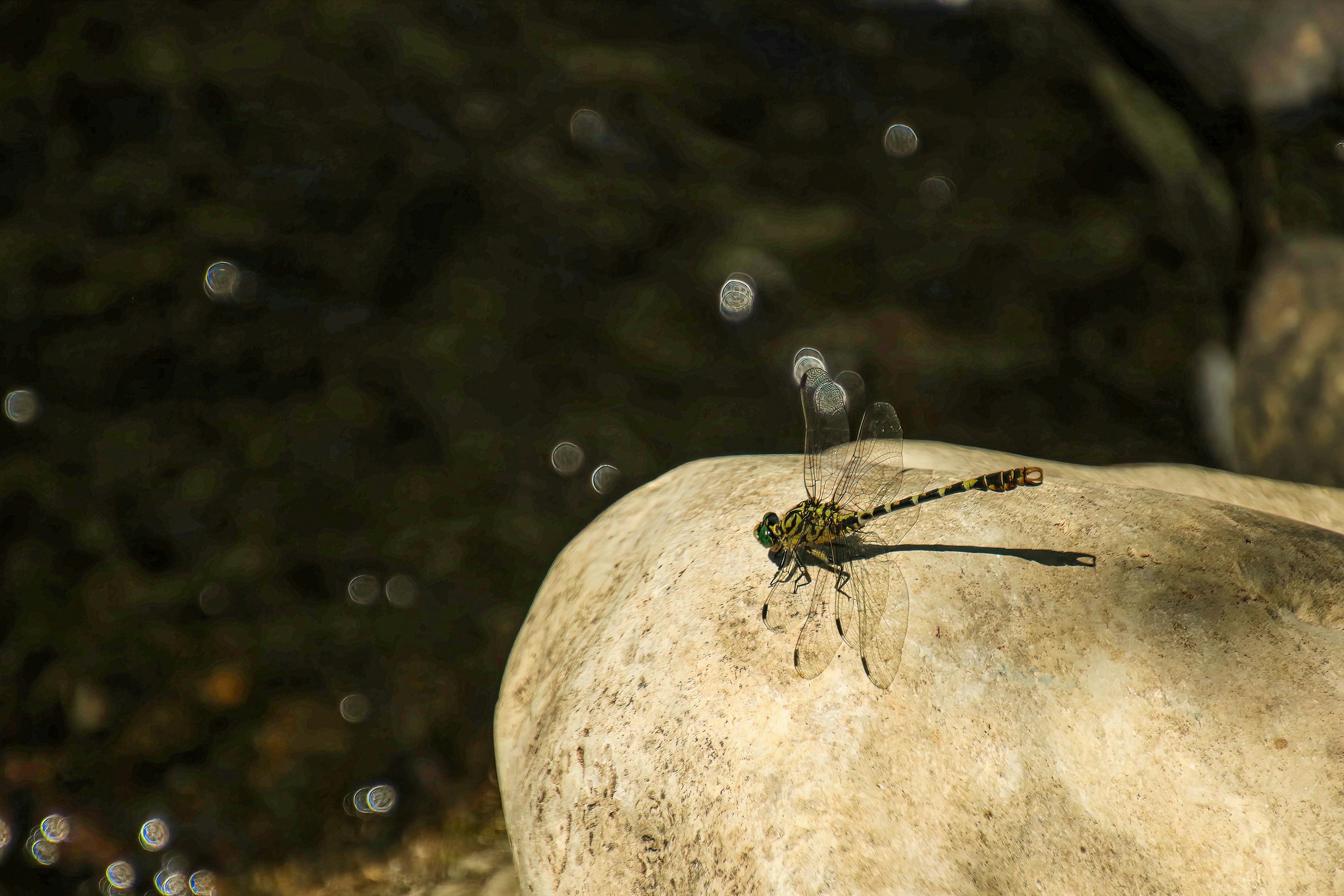 Dragonfly Sentinel on a Pebble by Dappled Stream