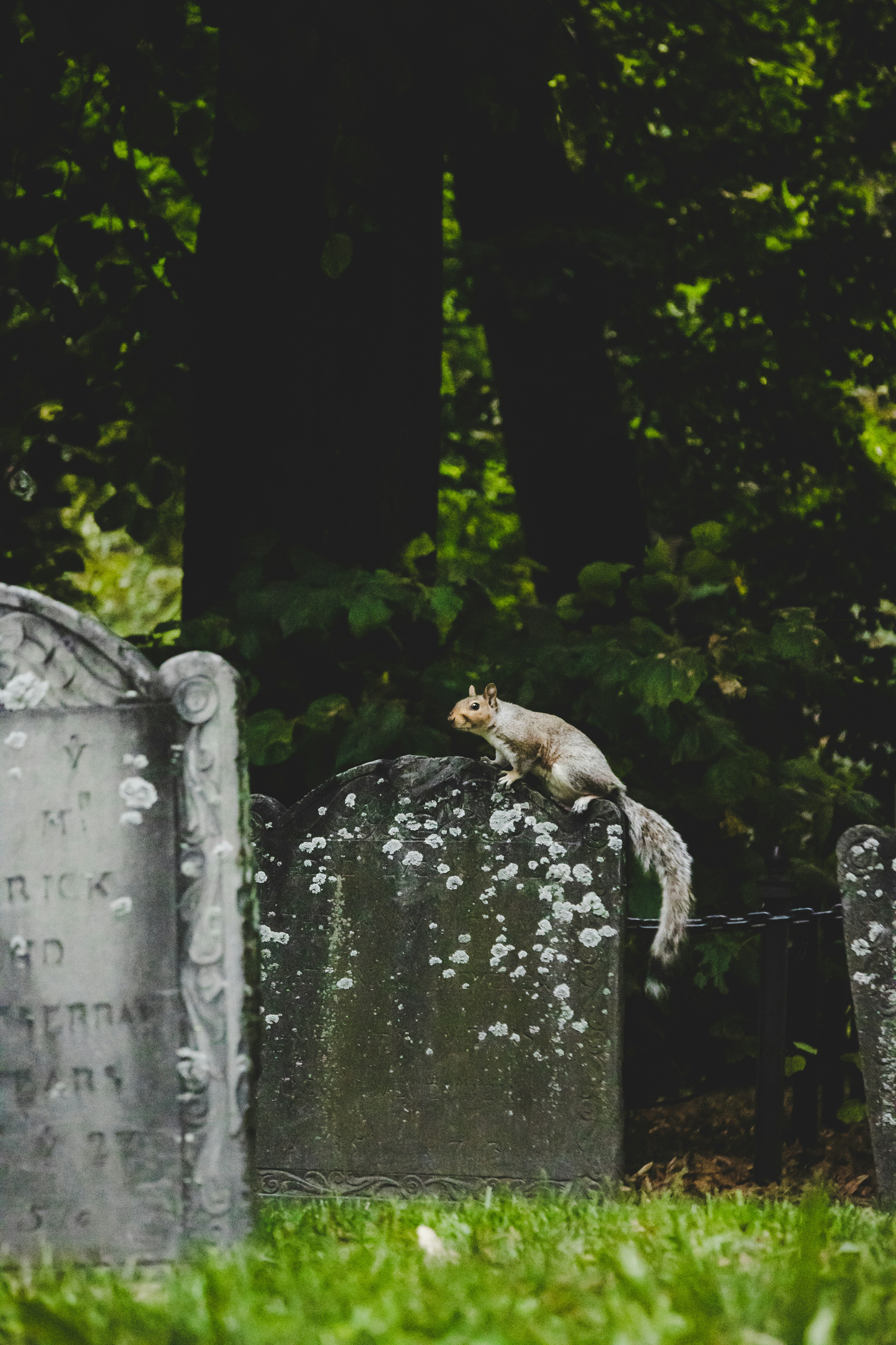 Sentry Squirrel on a Moss-Capped Tombstone in a Quiet Cemetery