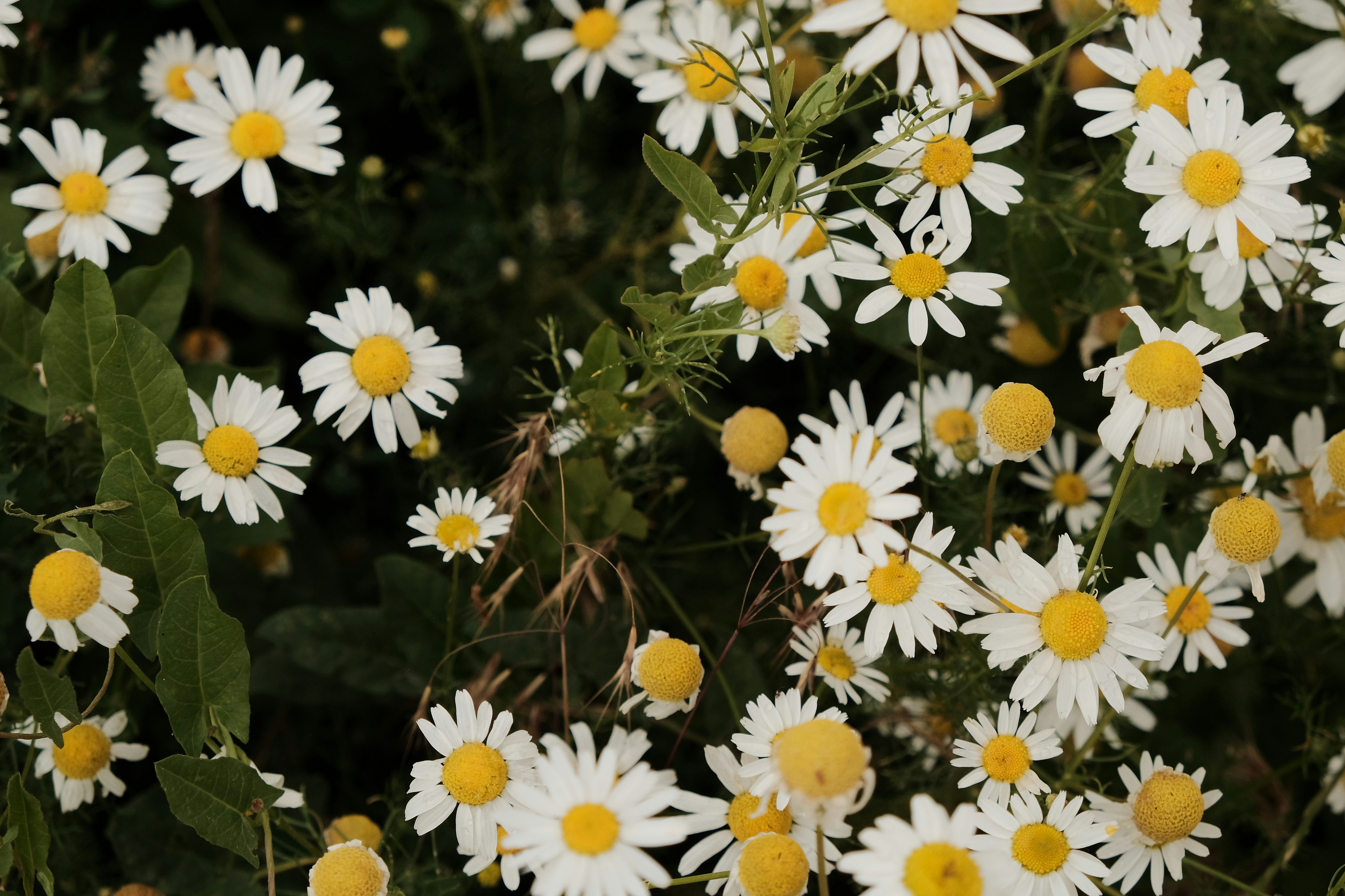 Daisy Mosaic: Quiet Burst of White Petals and Golden Centers