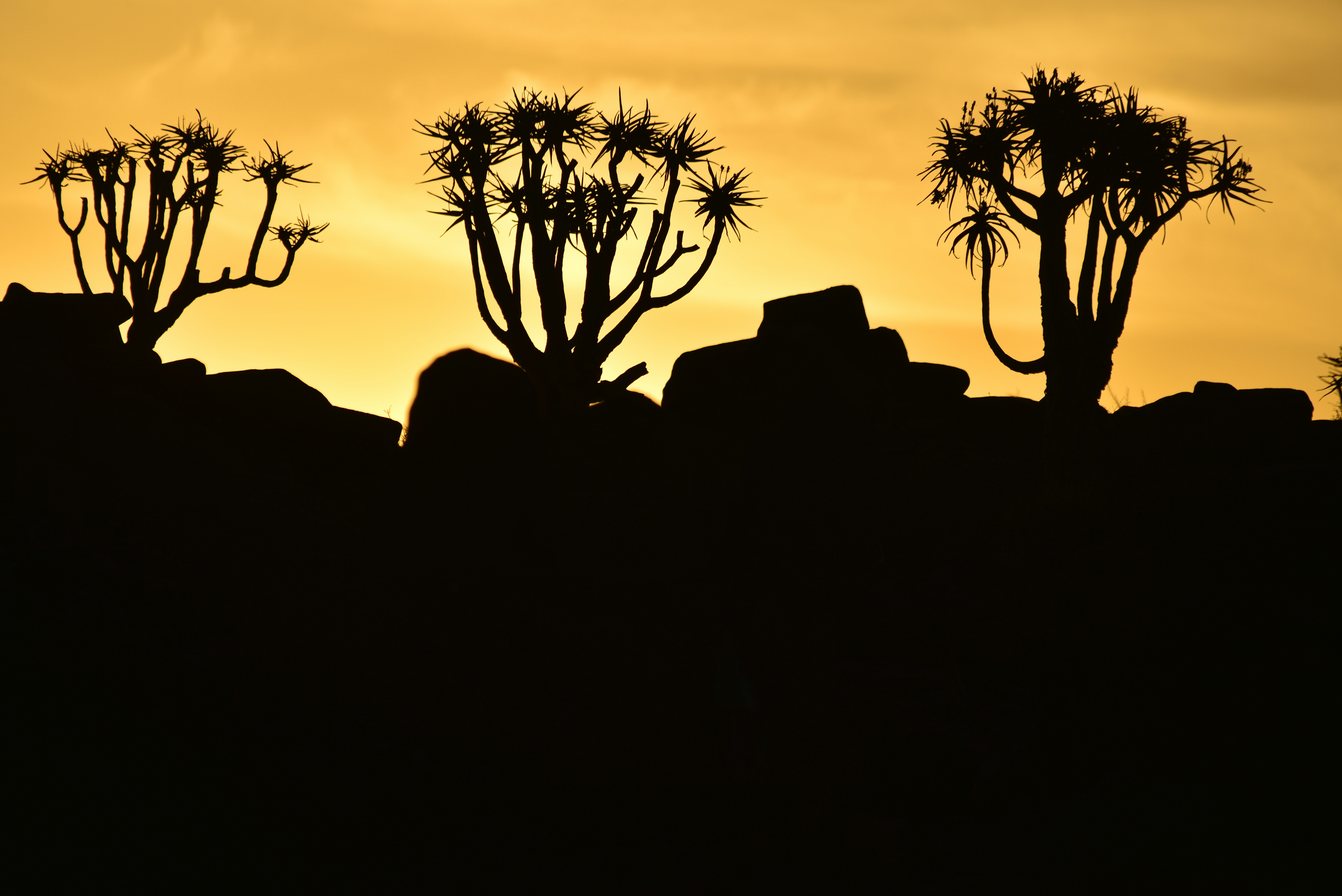 Silhouetted Joshua Trees at Golden Hour on Desert Horizon