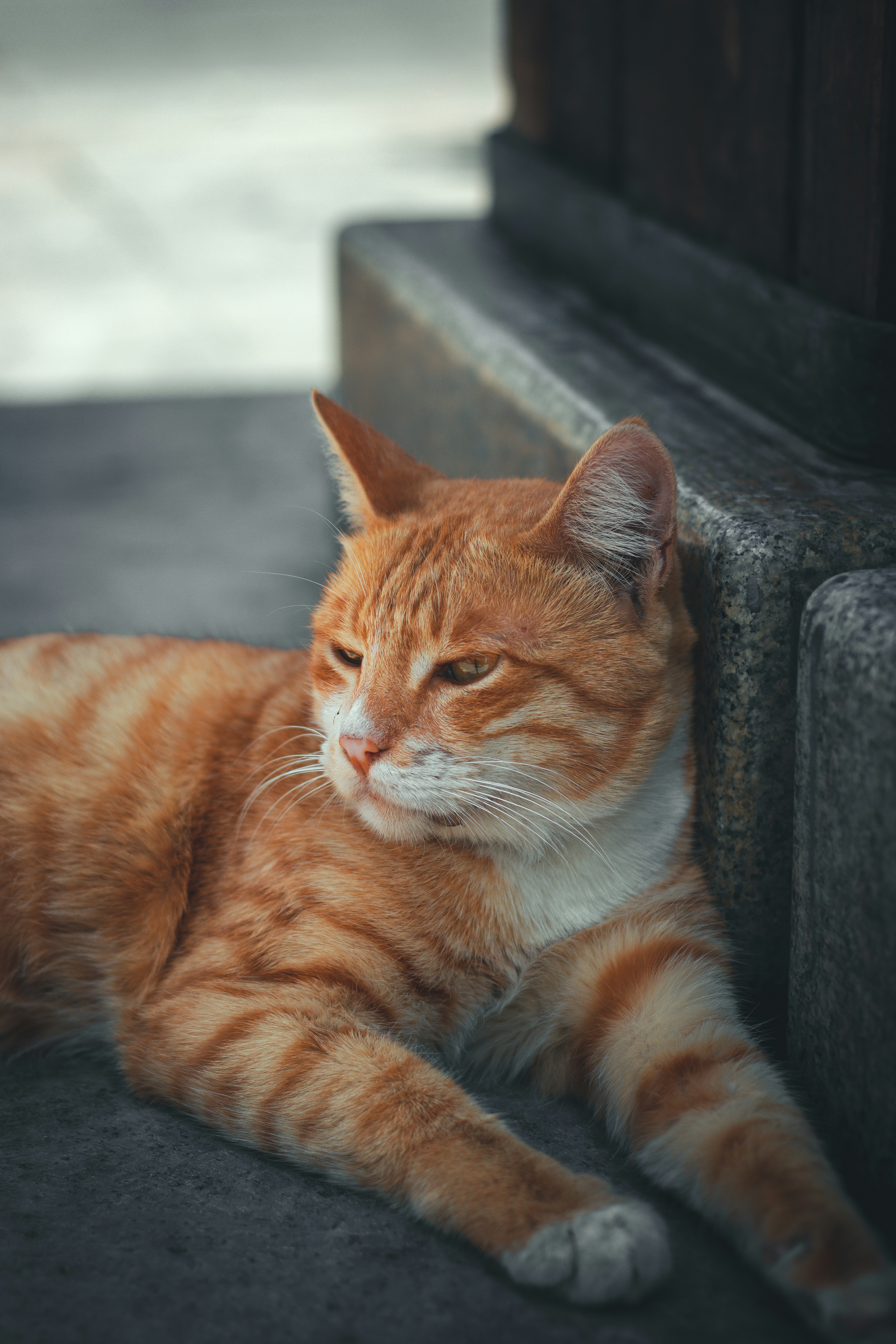 Orange tabby cat on gray concrete bench photo – Free Cat Image on Unsplash
