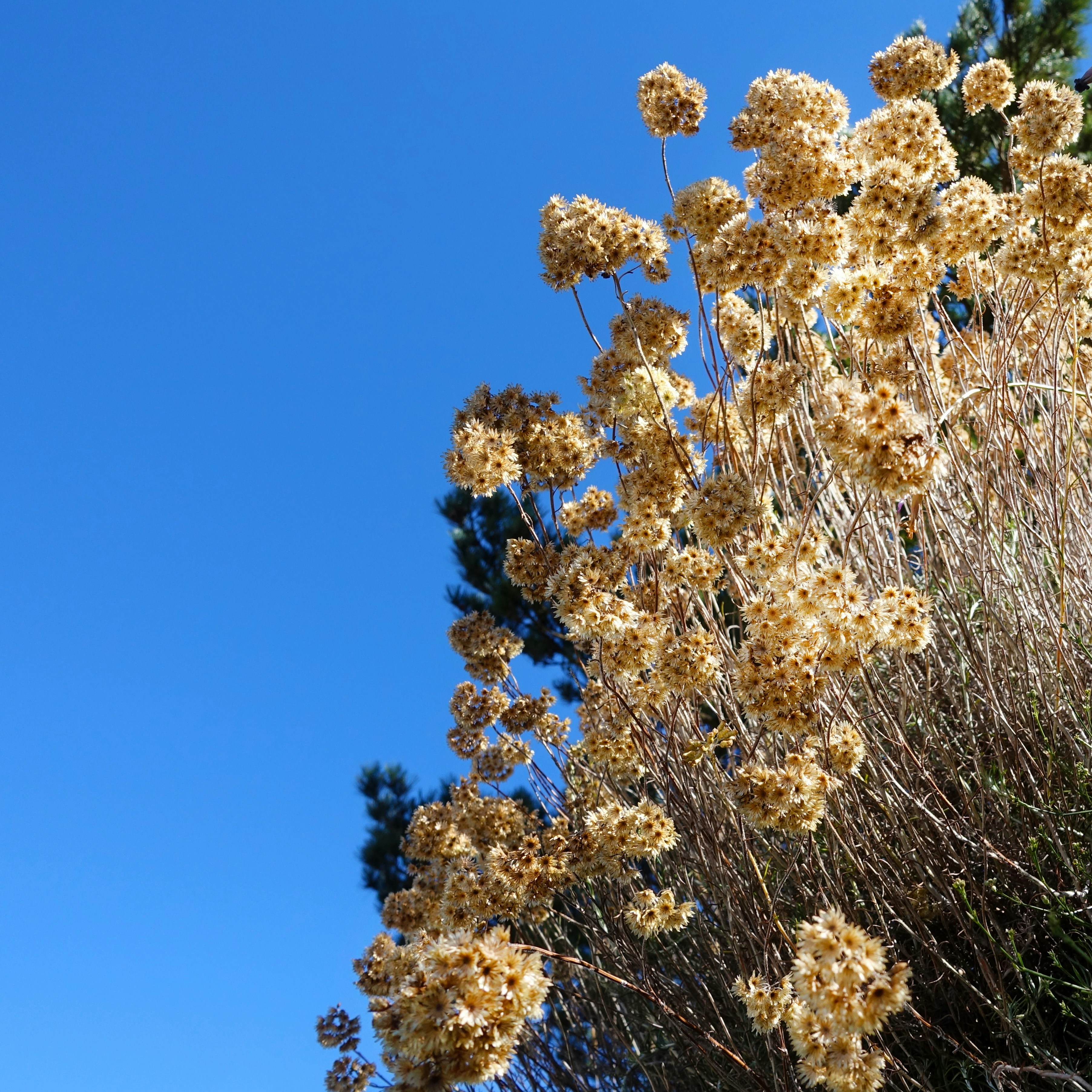 brown and white flowers under blue sky during daytime
