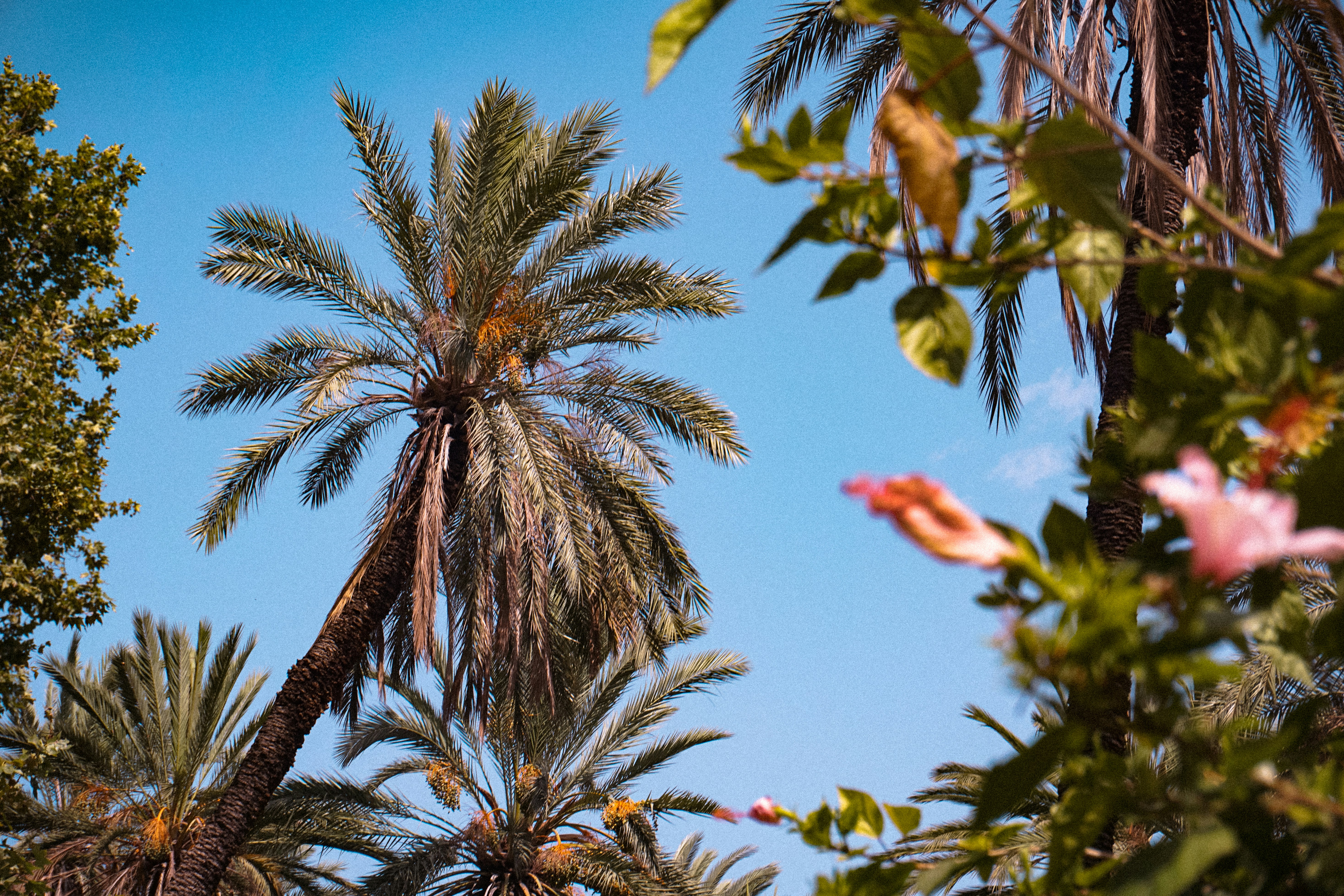 Tall palm tree reaching into a clear blue sky with surrounding greenery and flowers.
