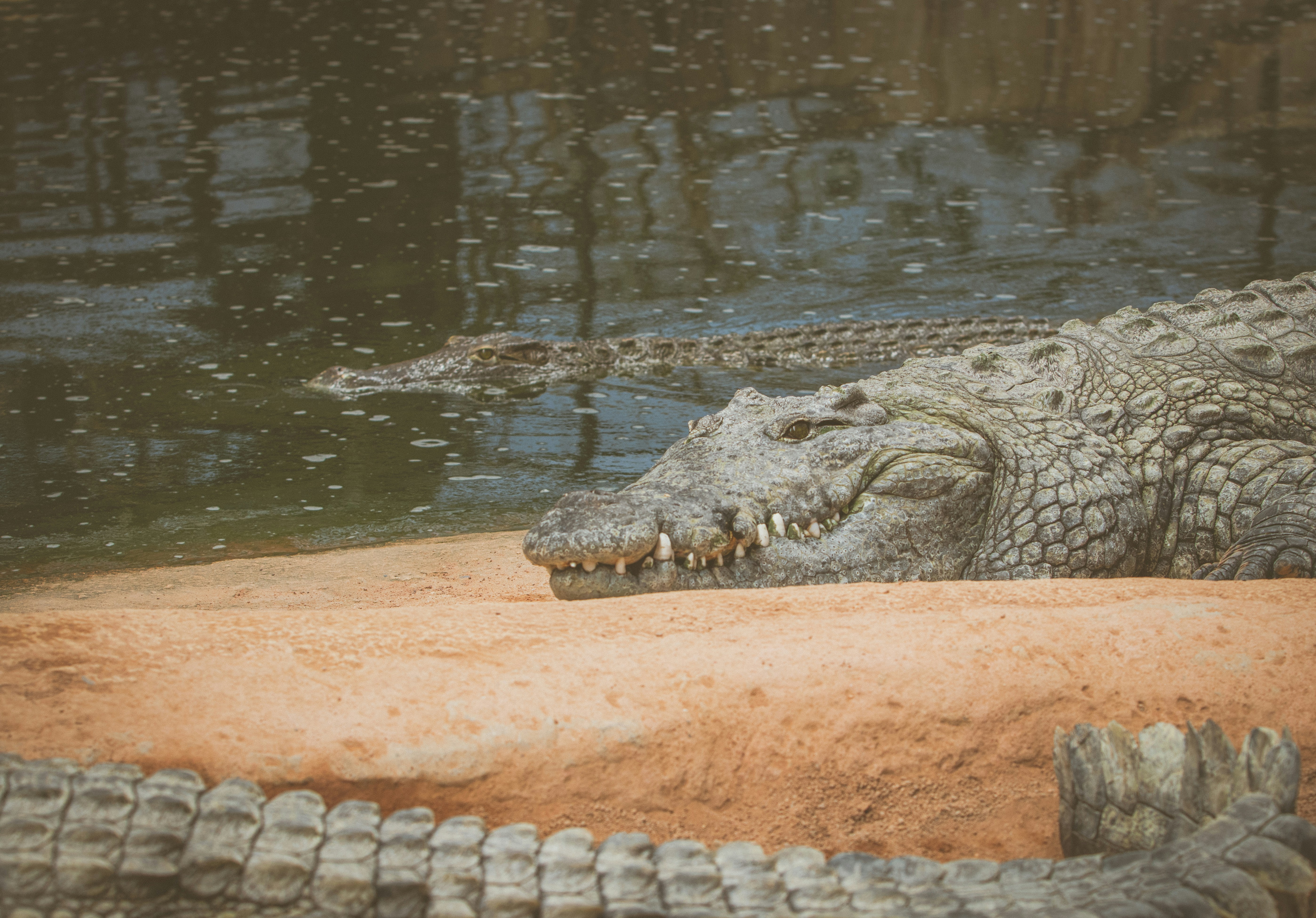 A large crocodile laying on top of a sandy ground photo – Free Égypte ...