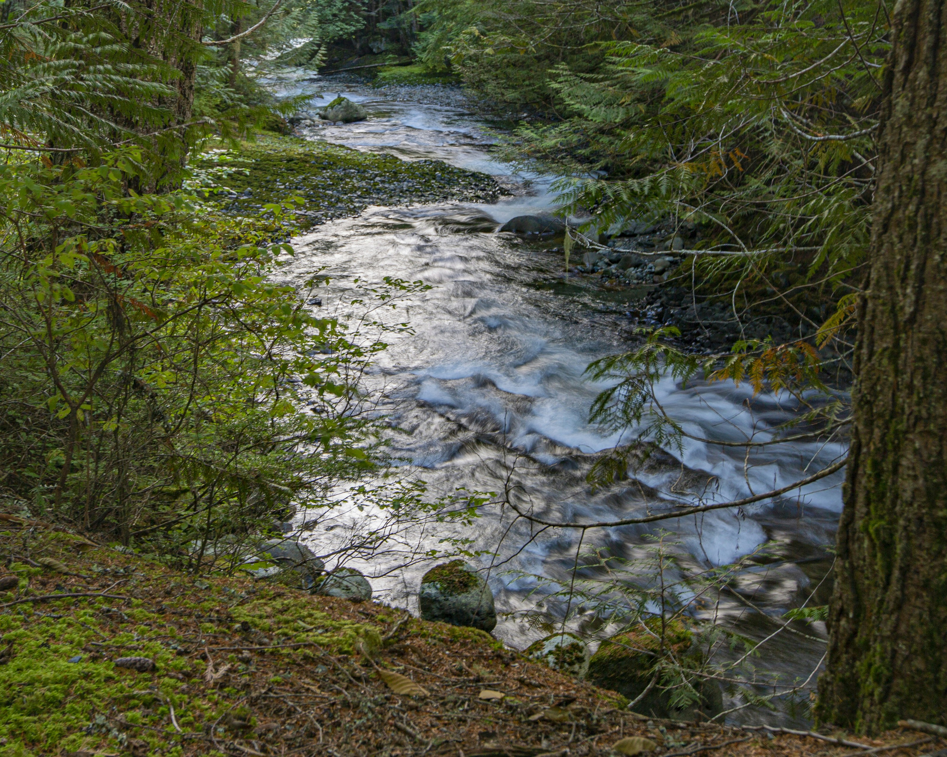 Une rivière qui coule à travers une forêt verdoyante photo – Photo L ...