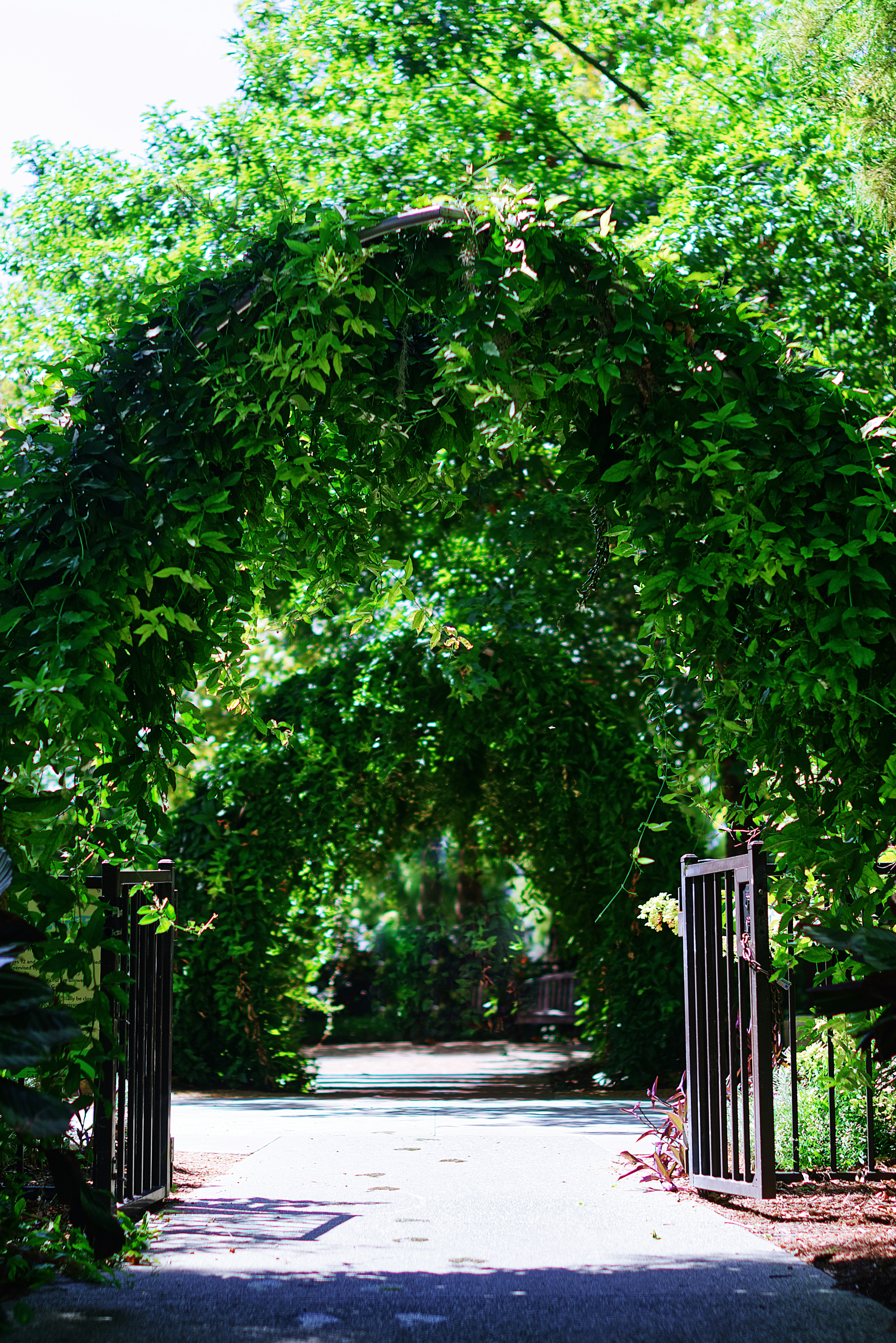 Green trees beside black metal gate during daytime photo – Free ...