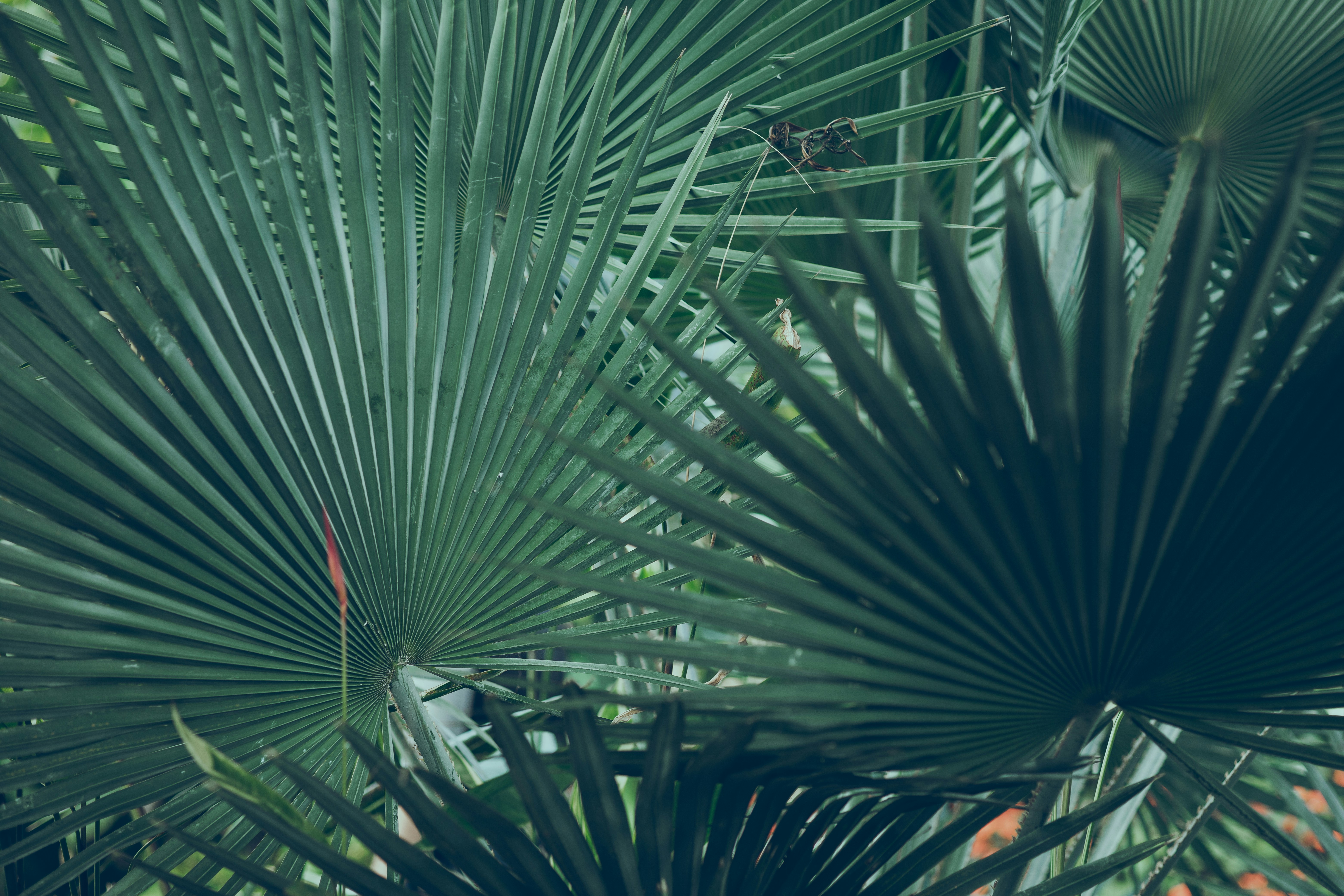 Close-up of layered palm leaves with sunlight filtering through.
