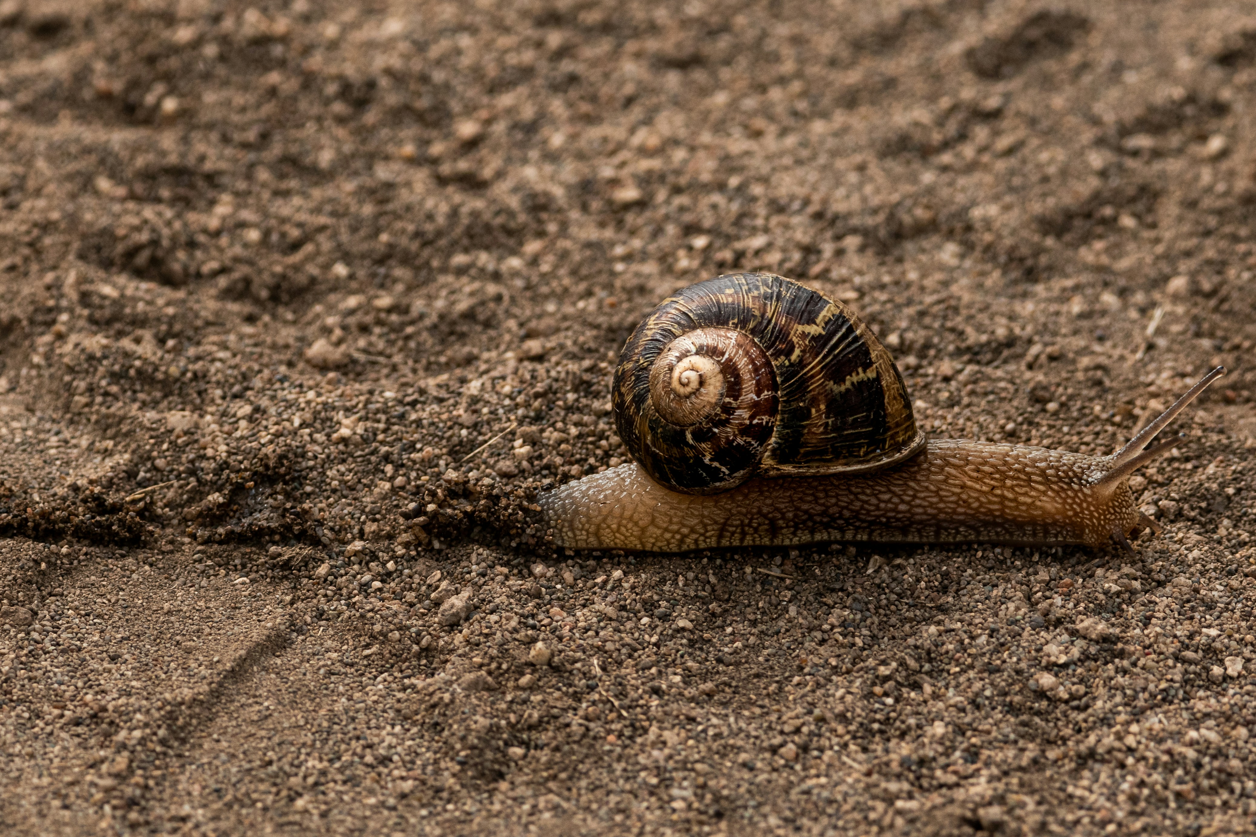 brown snail on brown sand during daytime