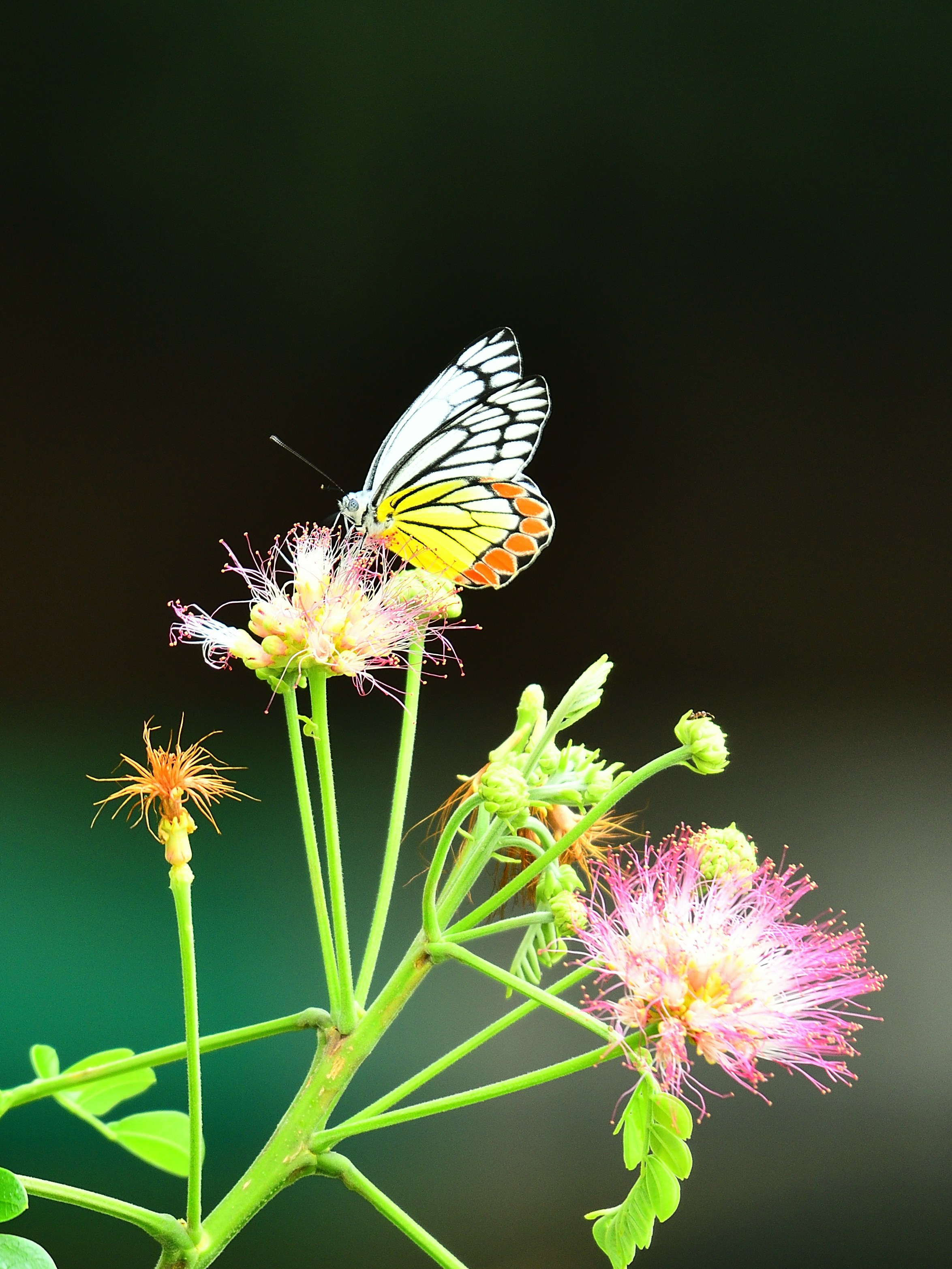 Butterfly photo shot on Nikon D500