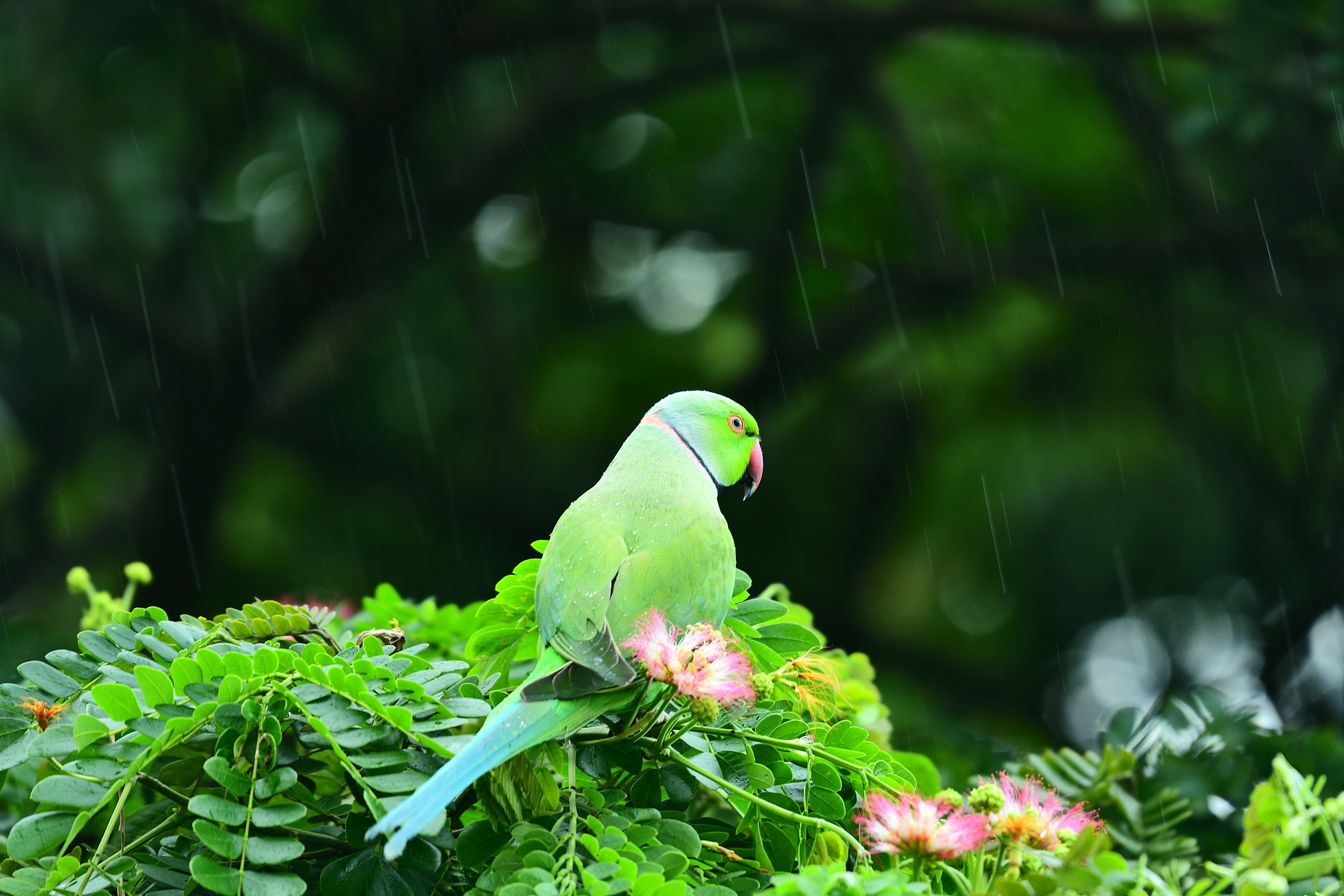 Vibrant green parakeet perched on lush foliage, surrounded by delicate flowers, as raindrops gently fall around it.