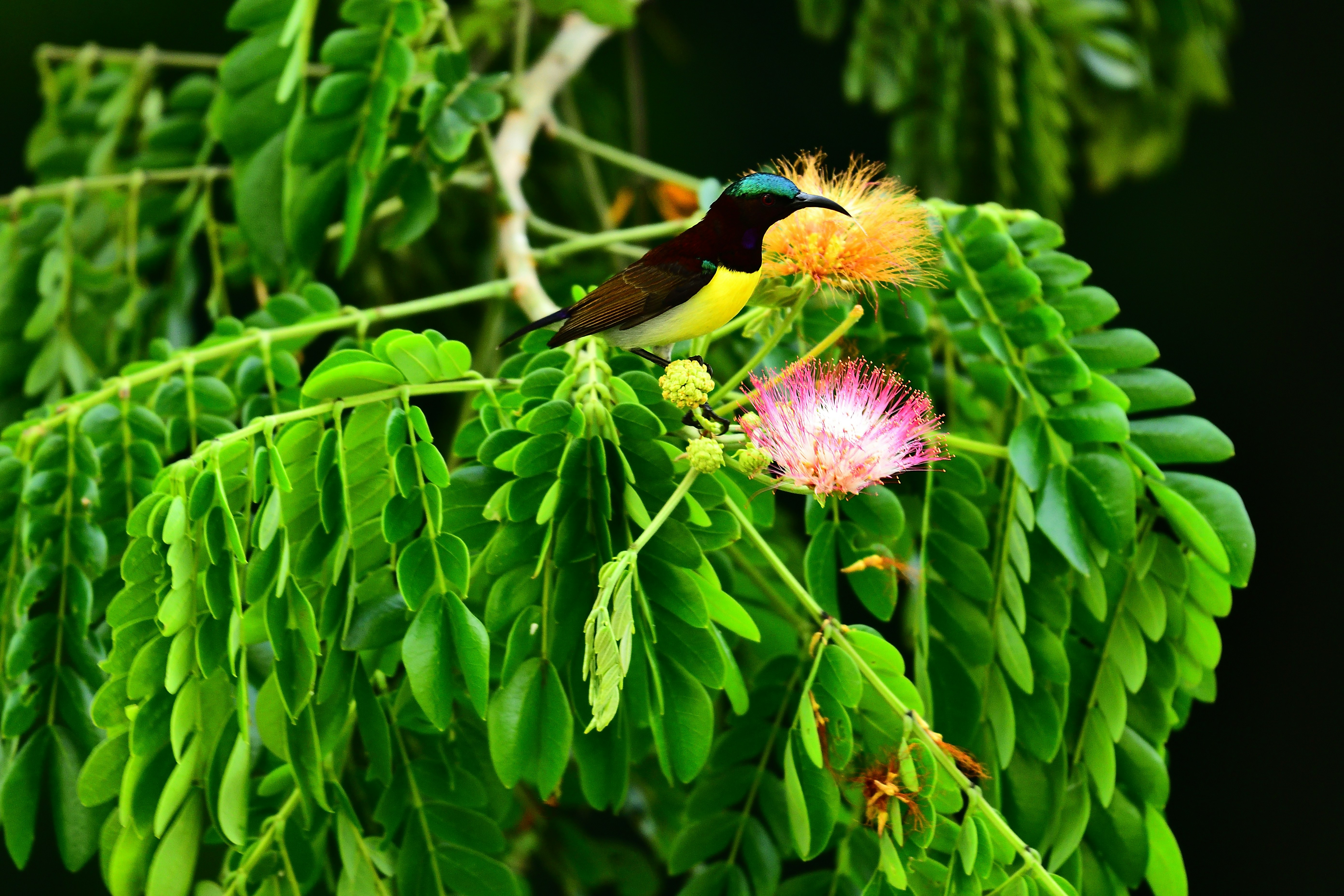 Azure-crest Sunbird on Neon Bottlebrush Bloom