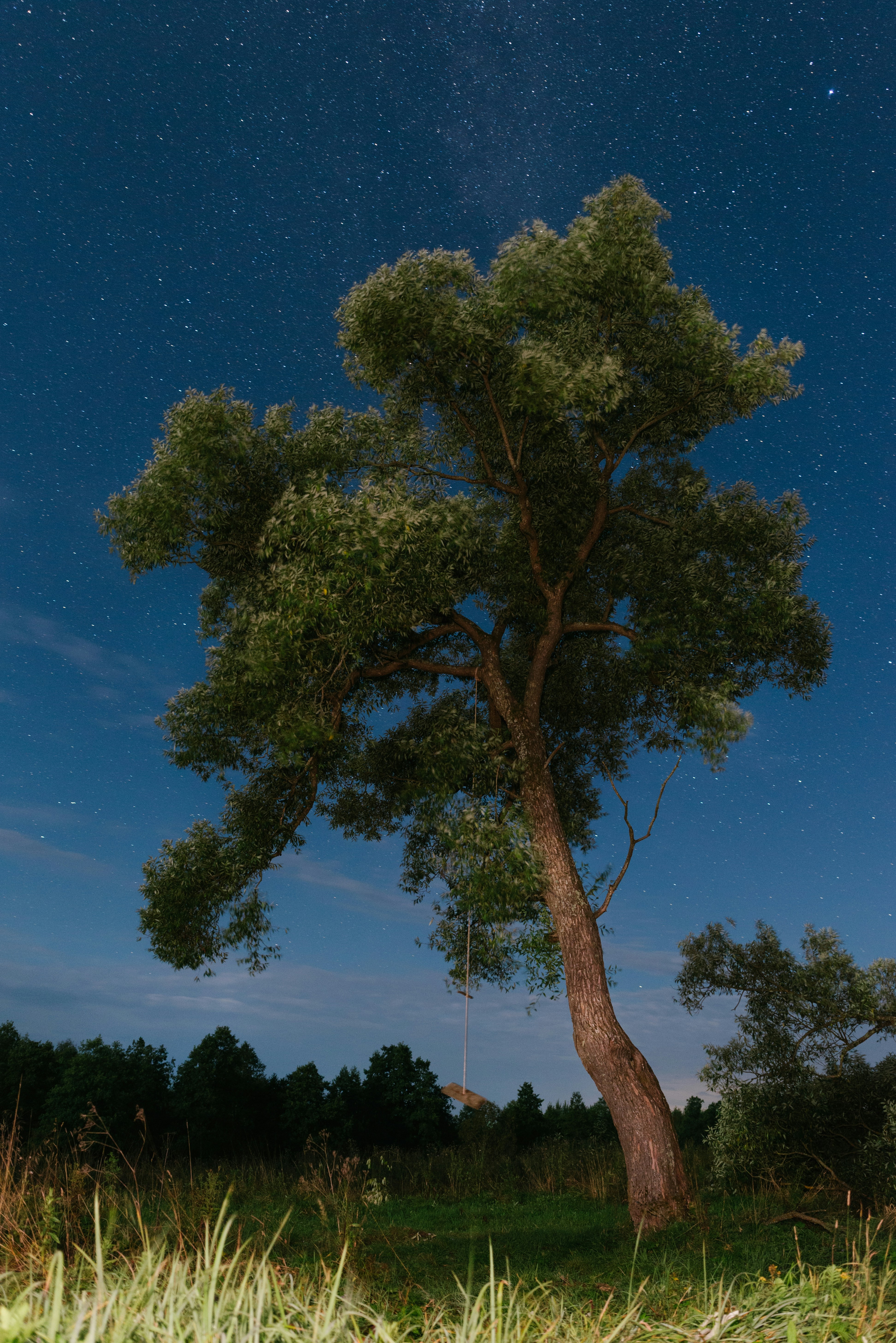 Starfield Sentinel: Lone Tree with a Hanging Swing Under Night Sky