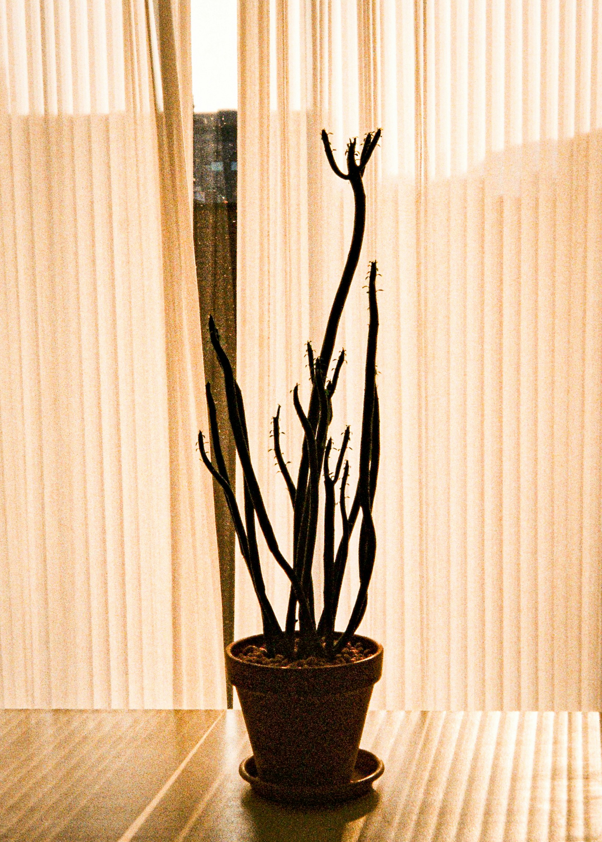 Backlit Upright Plant Against Striped Curtain Backdrop