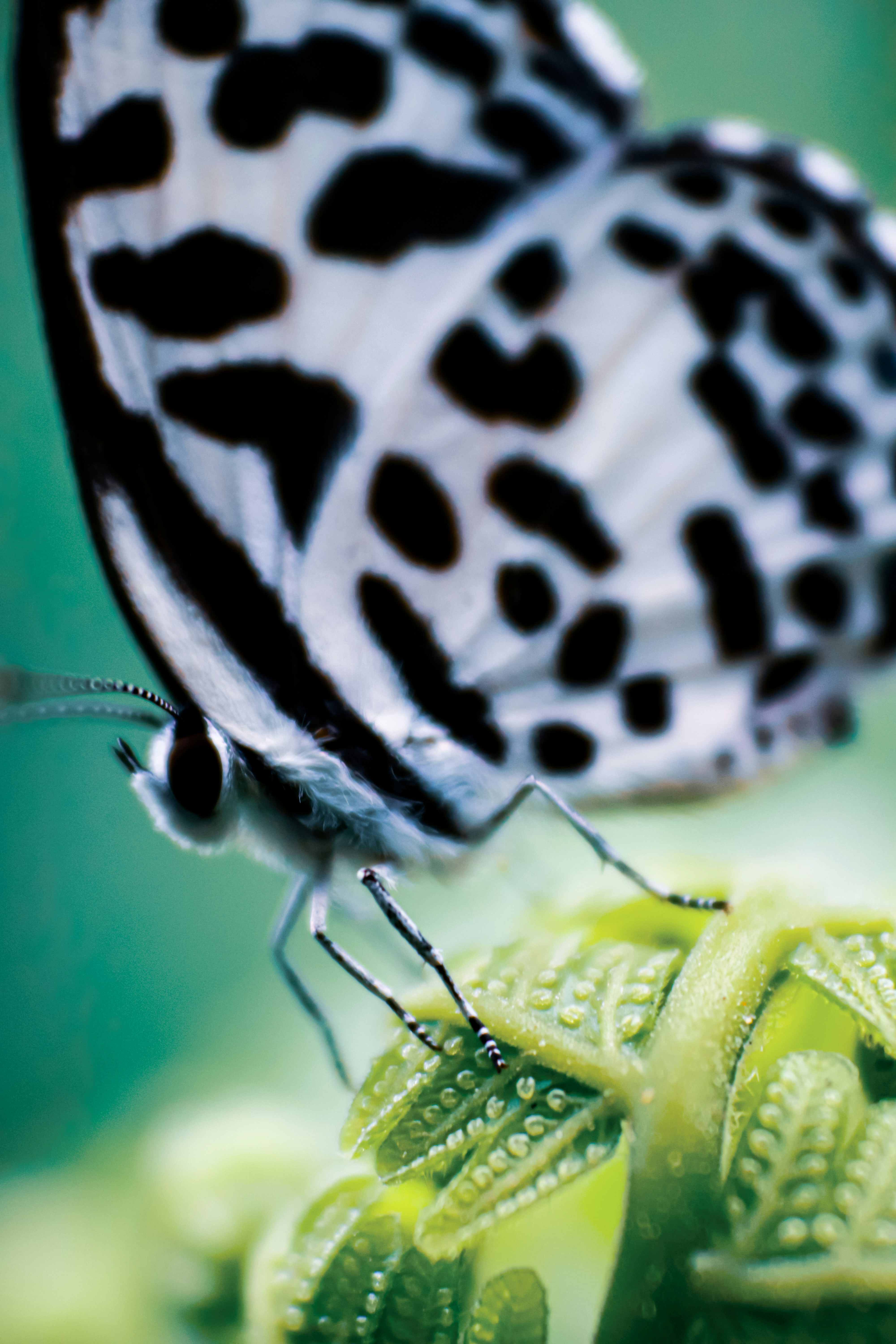 Macro Portrait of a Painted Lady Butterfly on Green Plant Hydration
