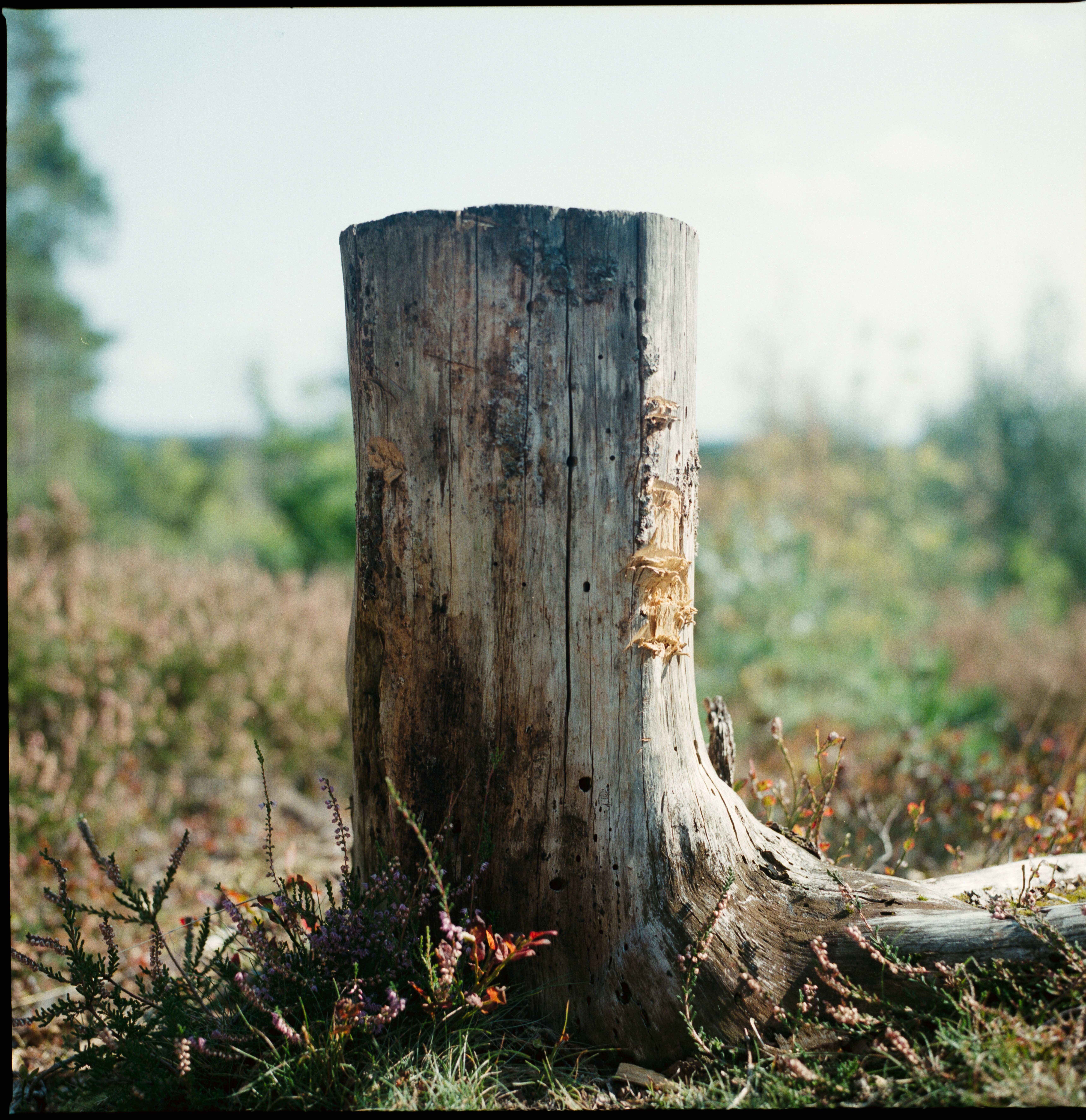 50,000+ Tree Stump Pictures | Download Free Images on Unsplash