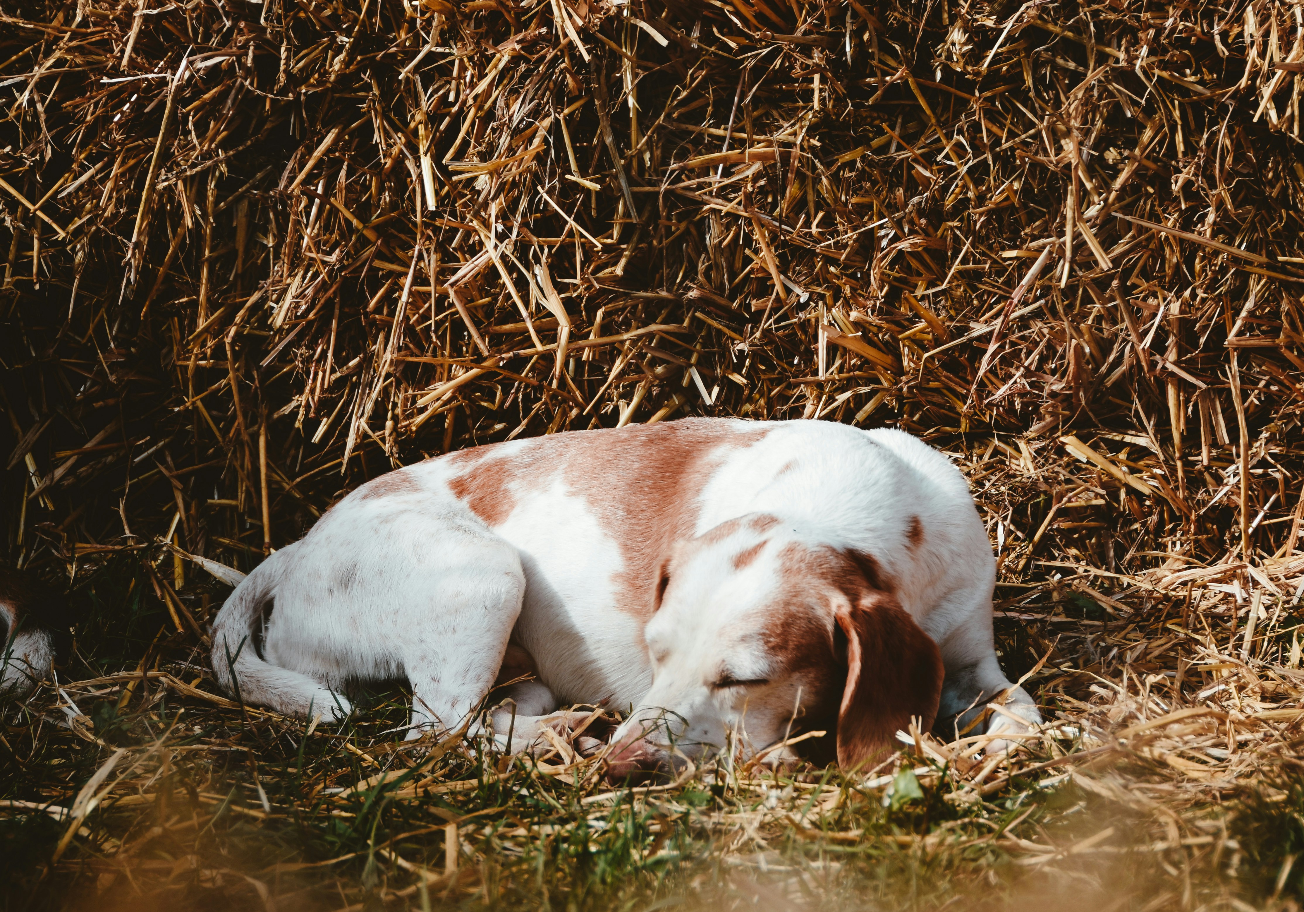 Sleepin Beagle <3  | white and brown short coated dog lying on brown dried leaves