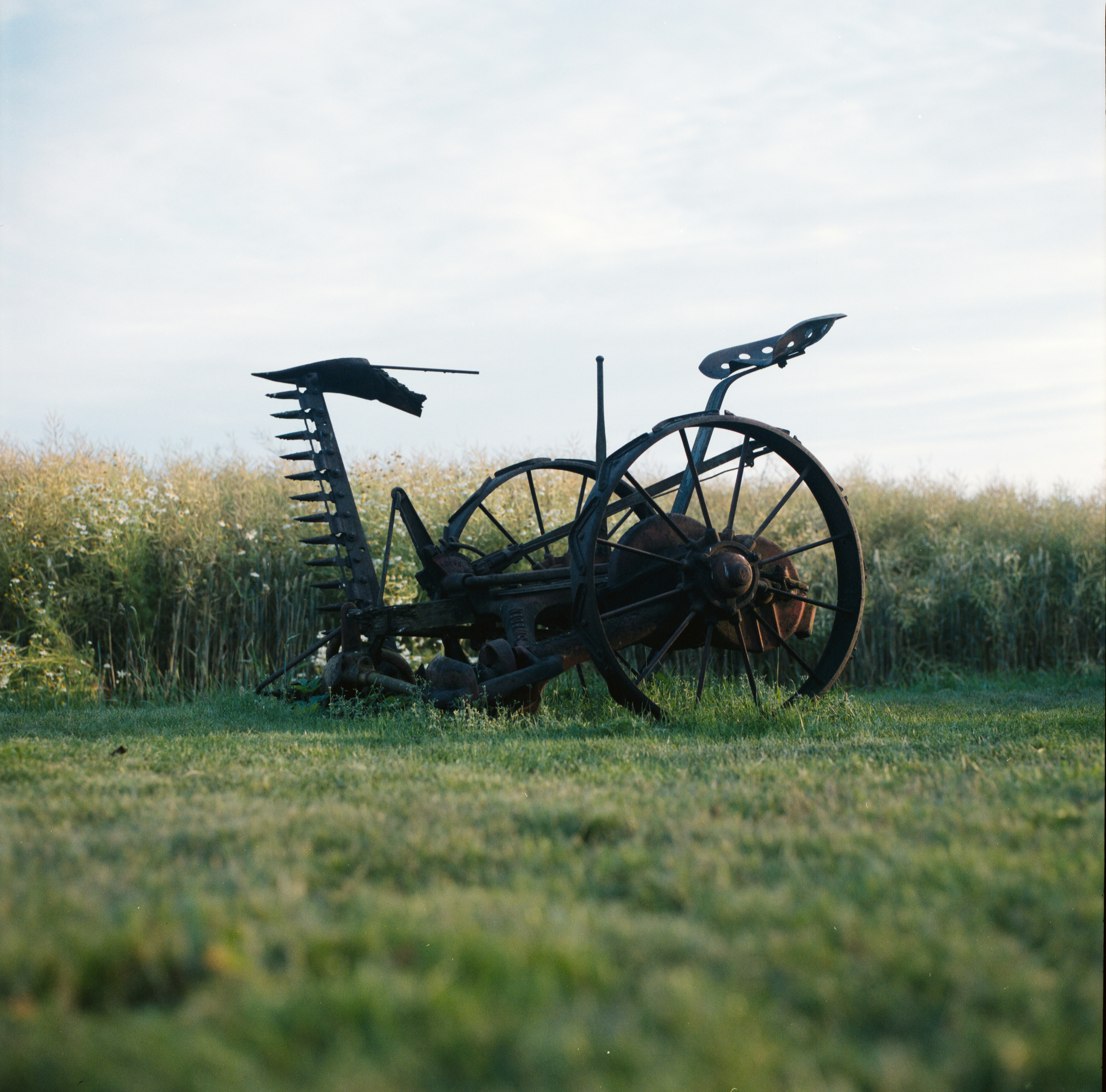 The Sentinel Wheel: An Antique Farm Implement Resting in a Quiet Meadow