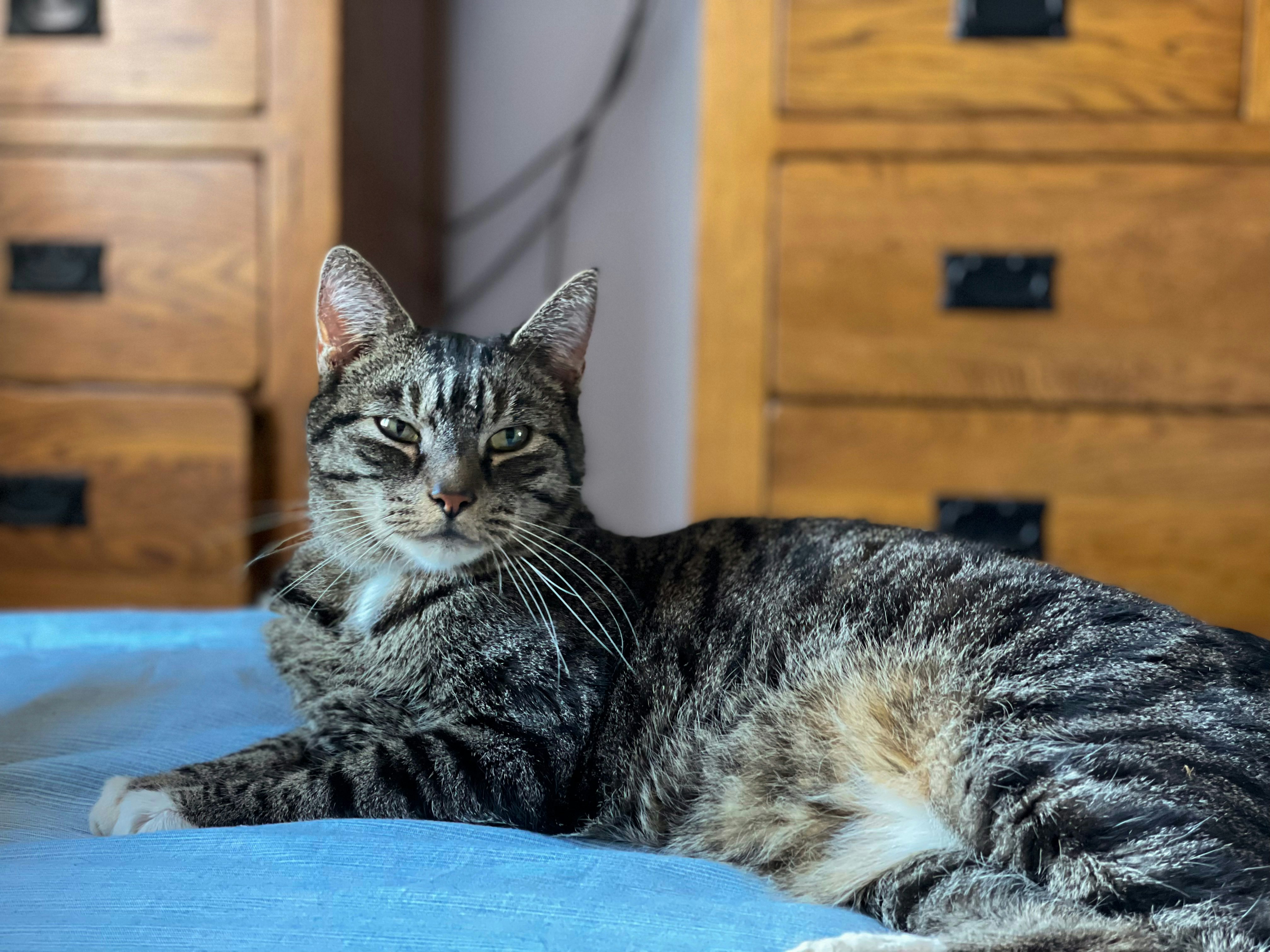 Foto Un gato acostado encima de una cama junto a una cómoda – Imagen ...