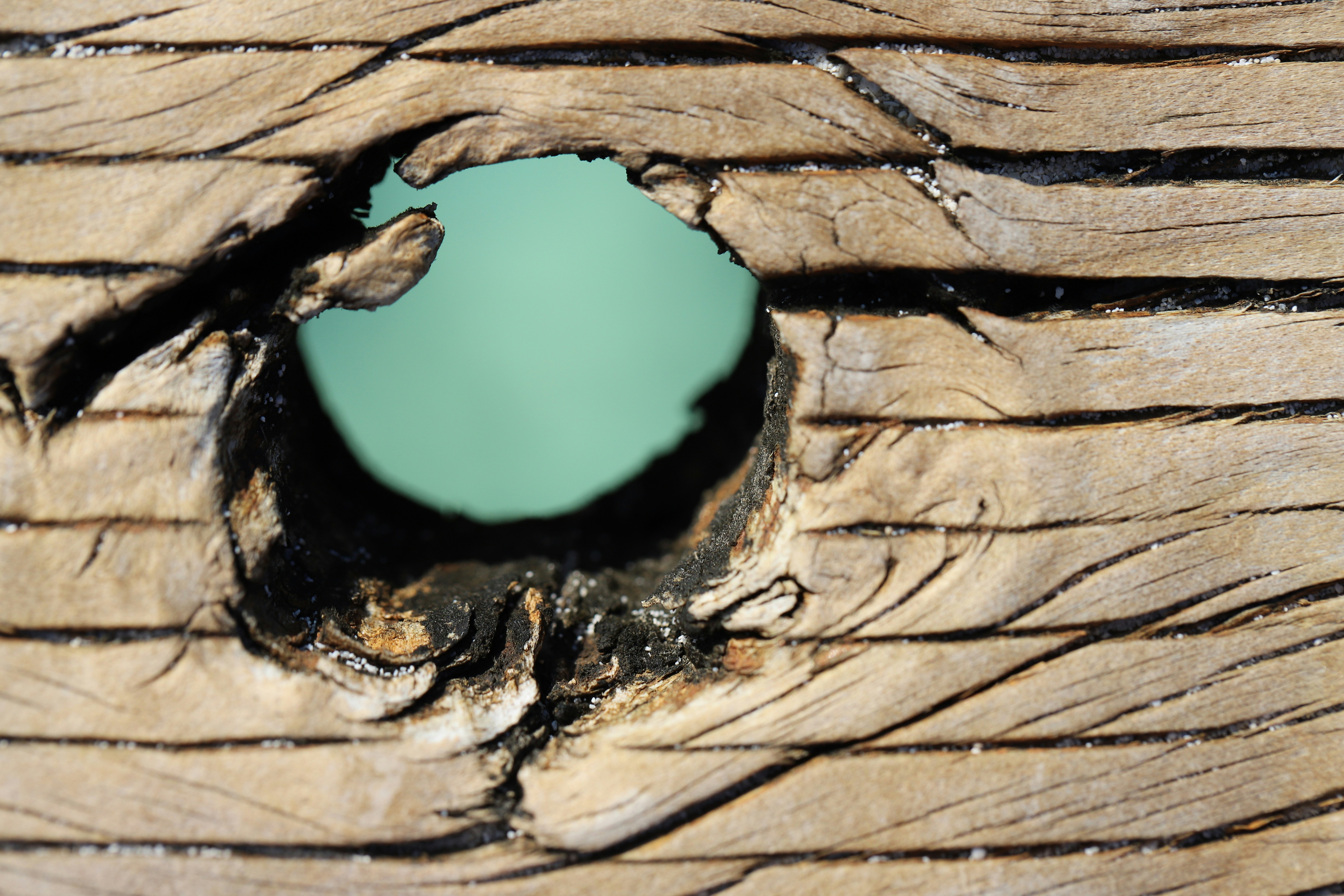 Weathered Pine Knot with Aged Grain Framing a Circular Cavity