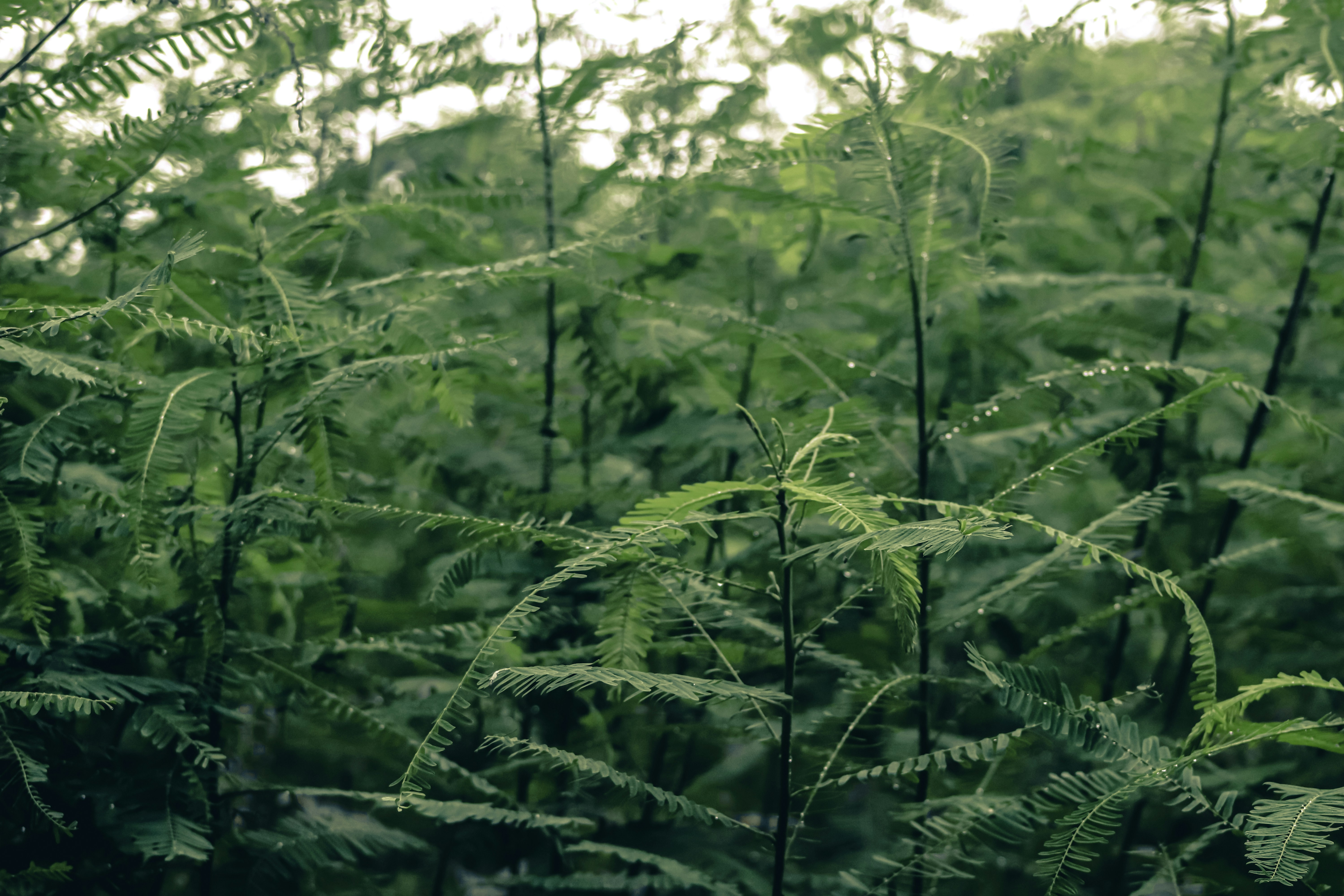a lush green forest filled with lots of leaves