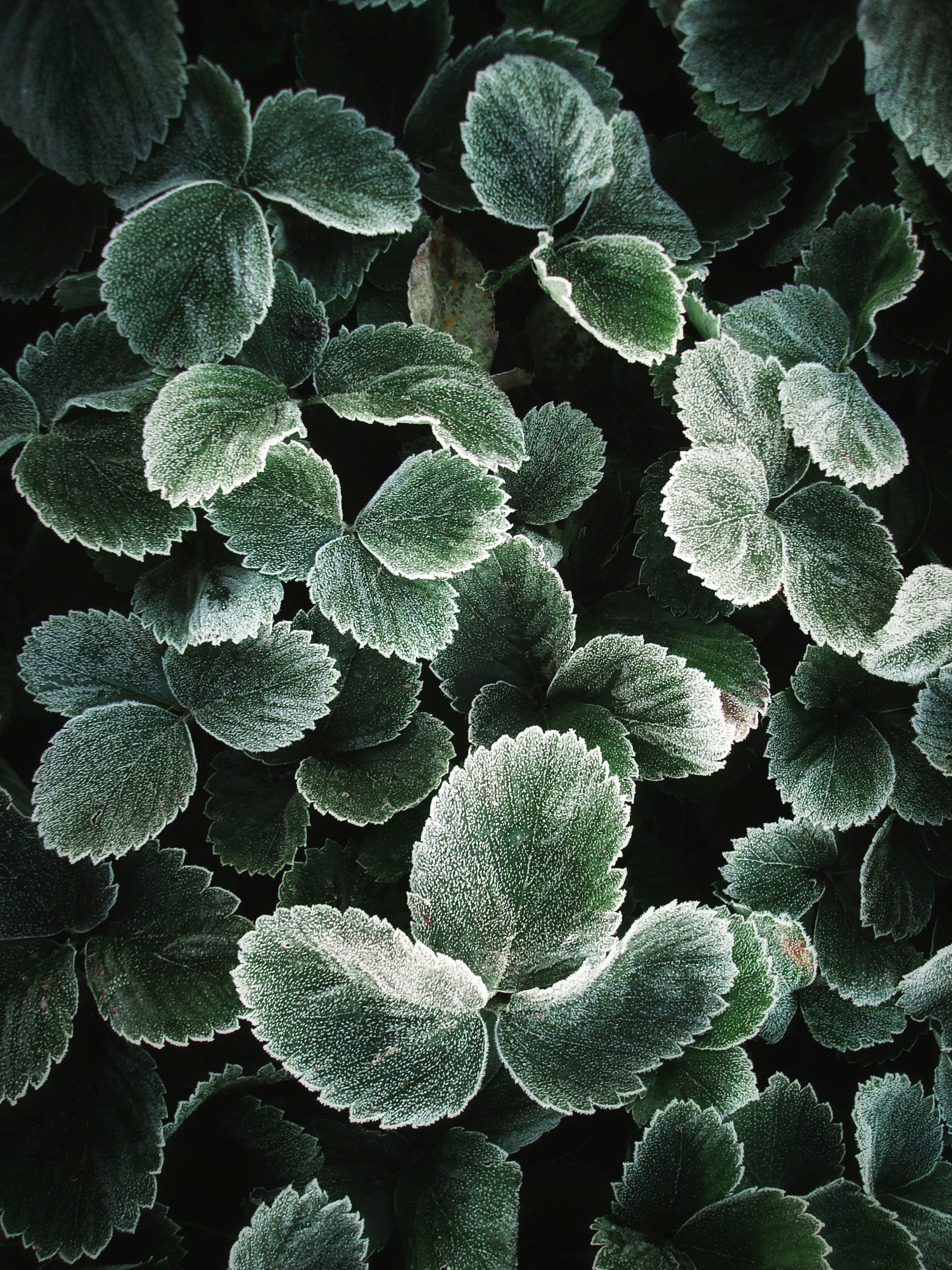 Close-up of frosted green leaves with silver edges, forming a textured, tactile pattern.