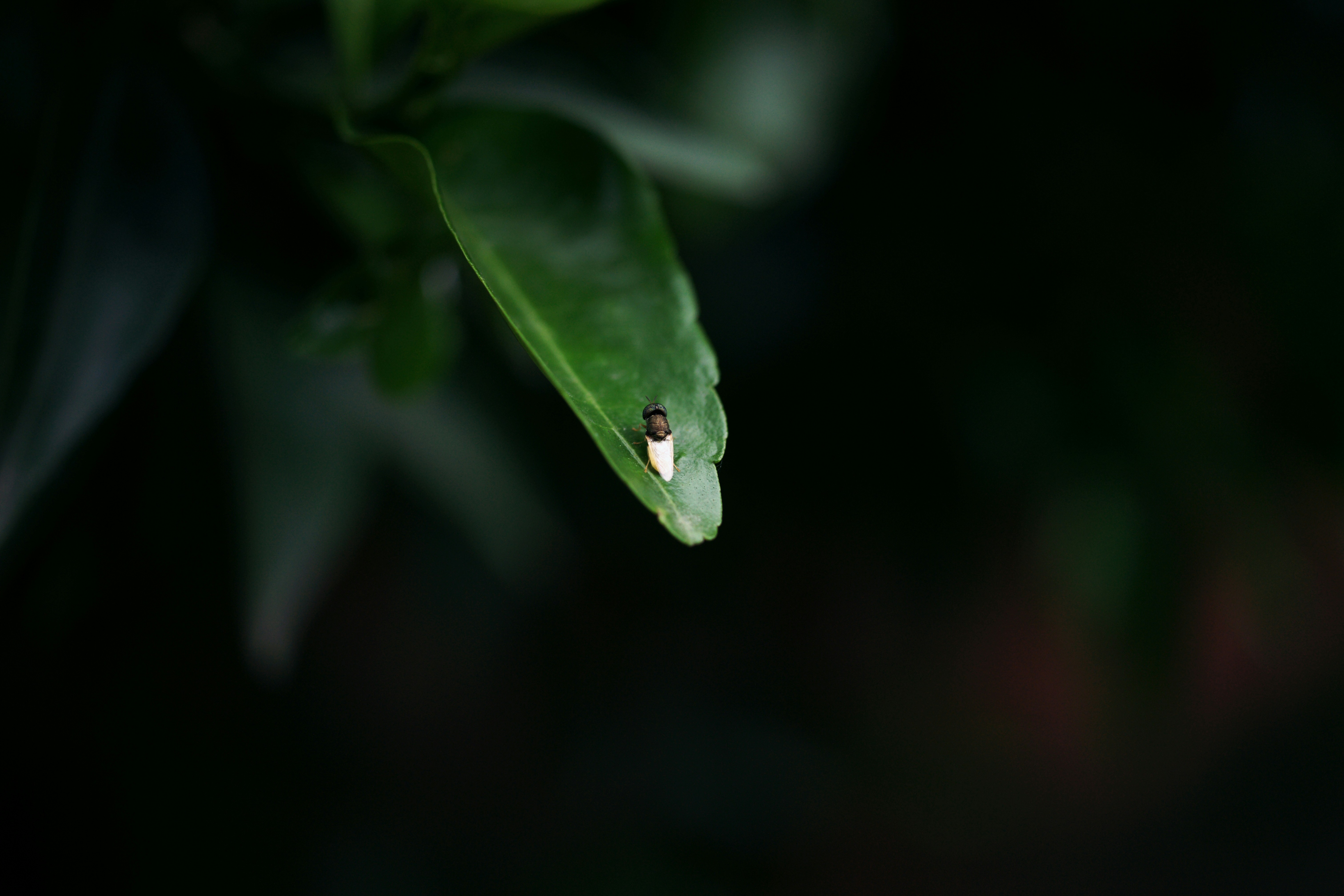 A small insect perched on the edge of a vibrant green leaf, surrounded by a dark, blurred background. The scene captures the delicate balance of nature.