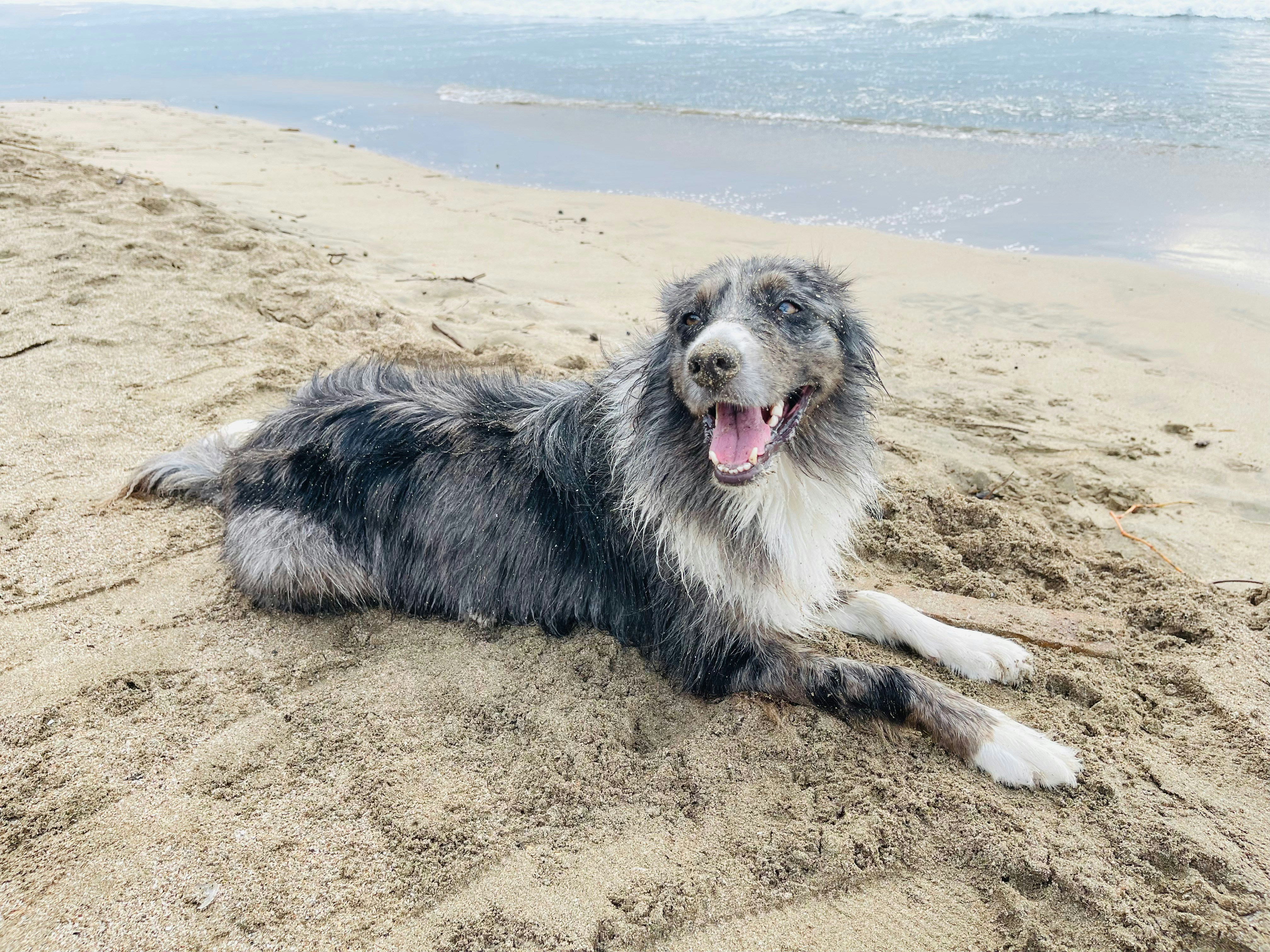 A playful dog lounging on sandy beach, with waves gently lapping in the background. Its fur glistens in the sunlight.