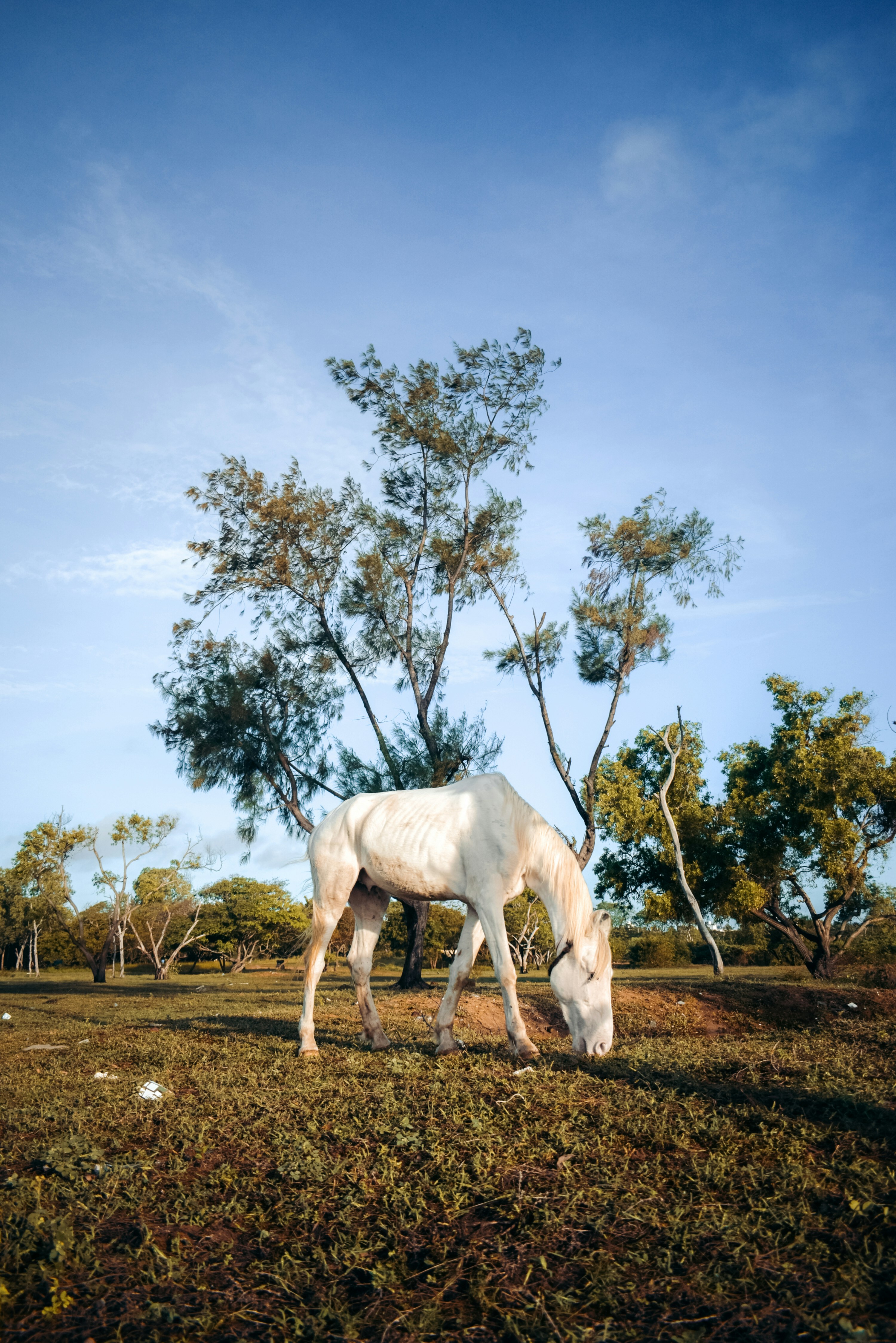 Grazing White: A Lone Horse Beneath a Sculpted Canopy