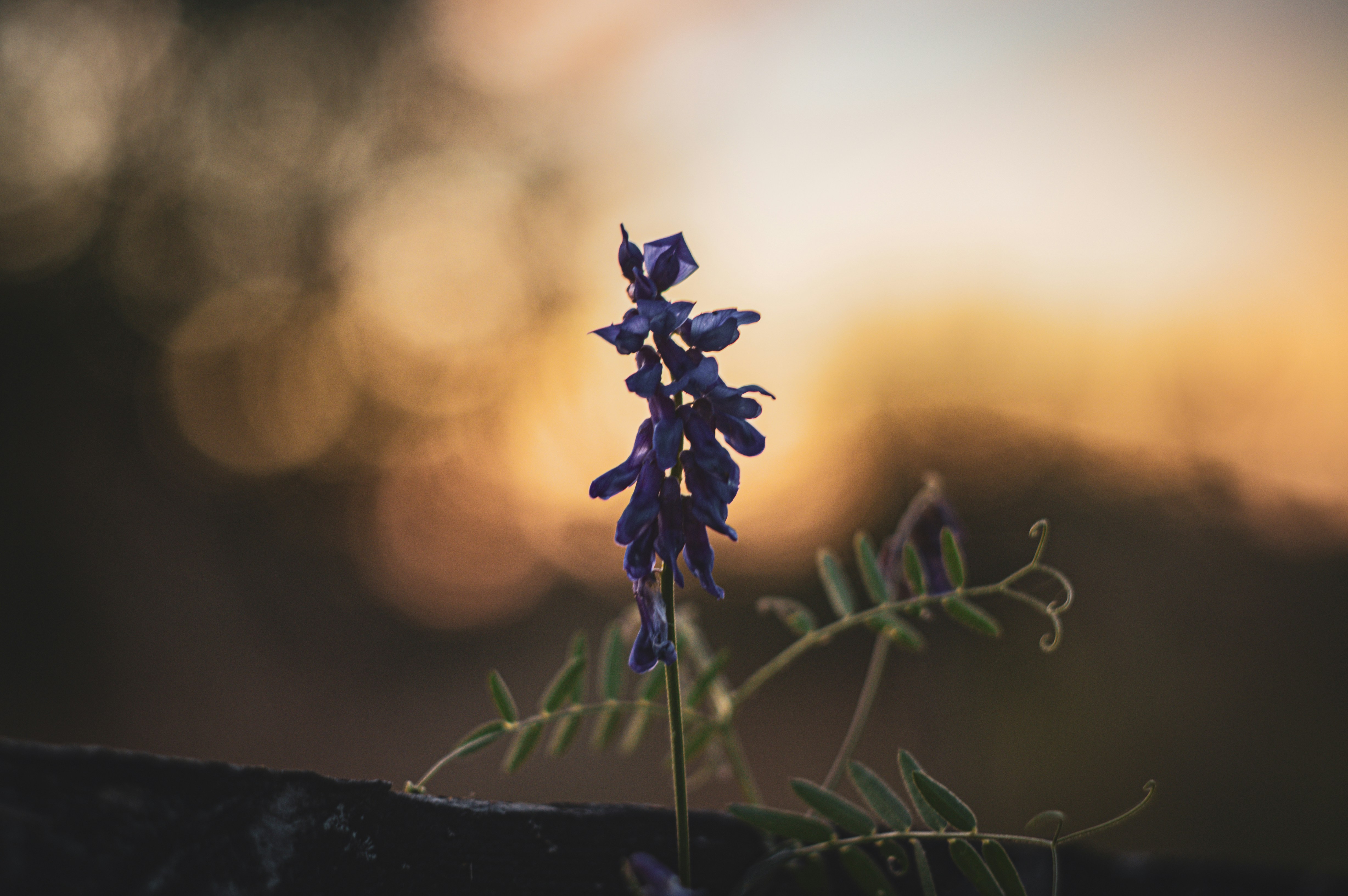 Floral Silhouette: A Purple Bloom in Soft Backlight