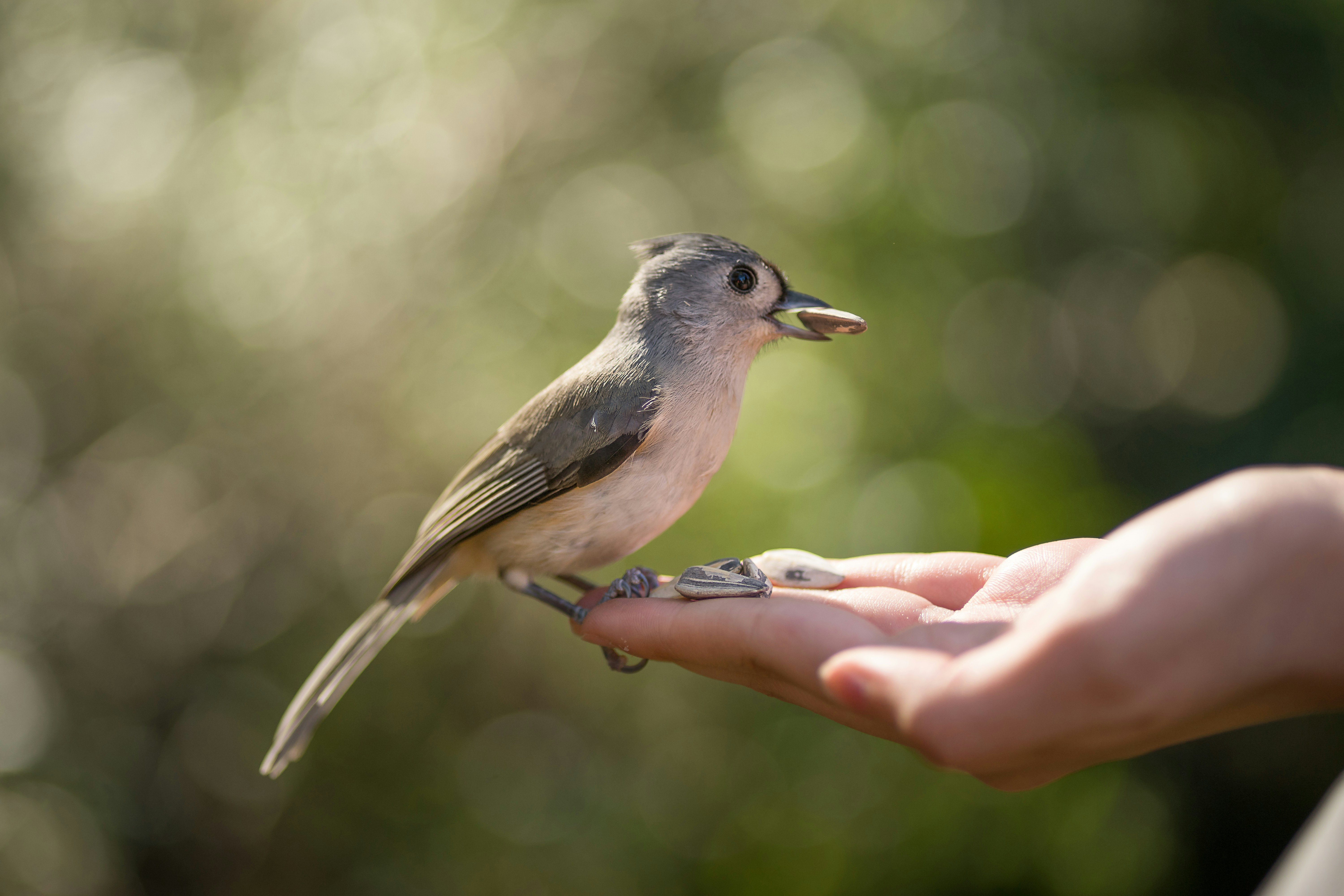 A small bird perched on an outstretched hand, holding a seed, surrounded by a soft, blurred natural background.