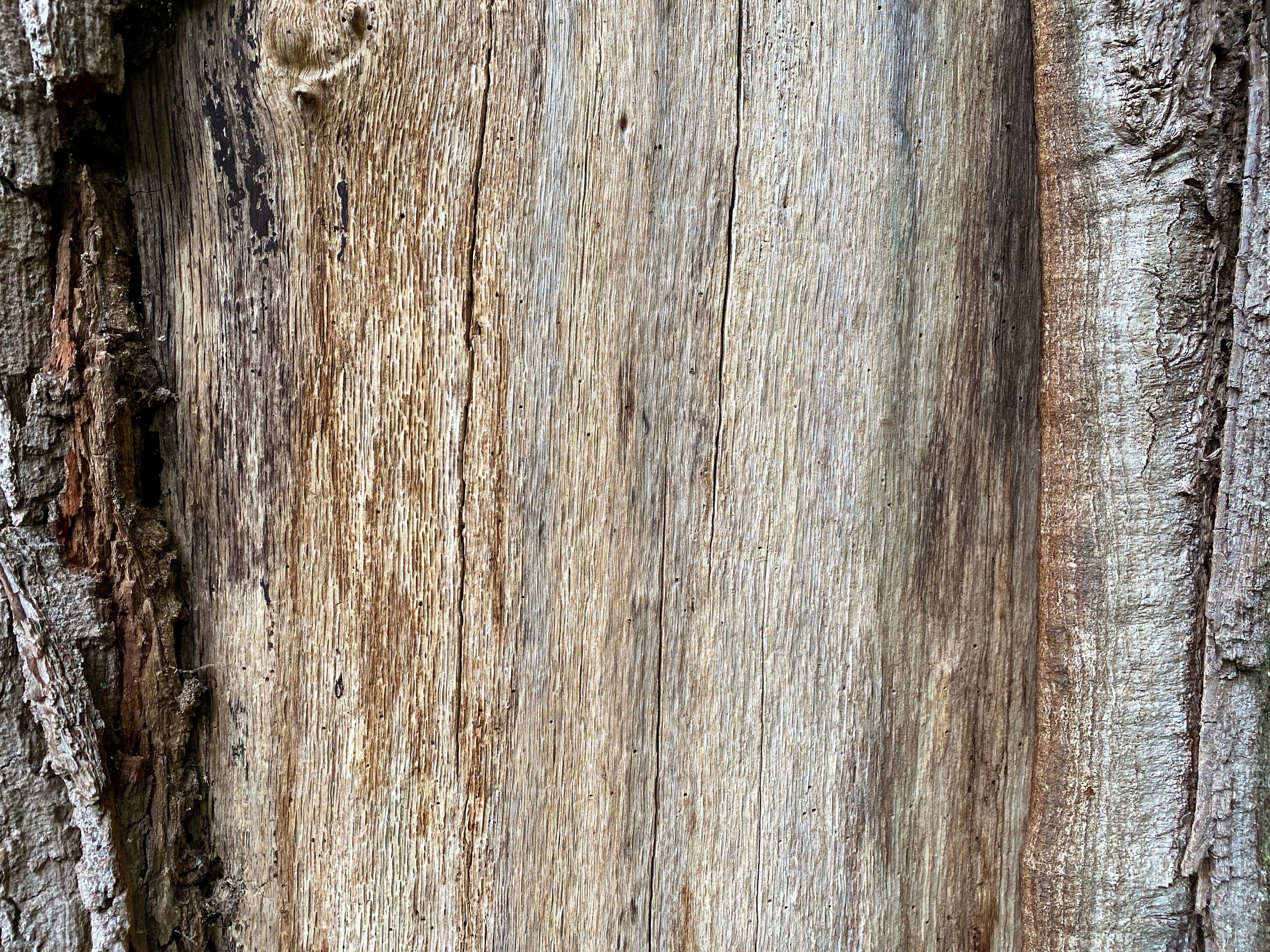 A close up of the bark of a tree photo – Free Wood background Image on ...