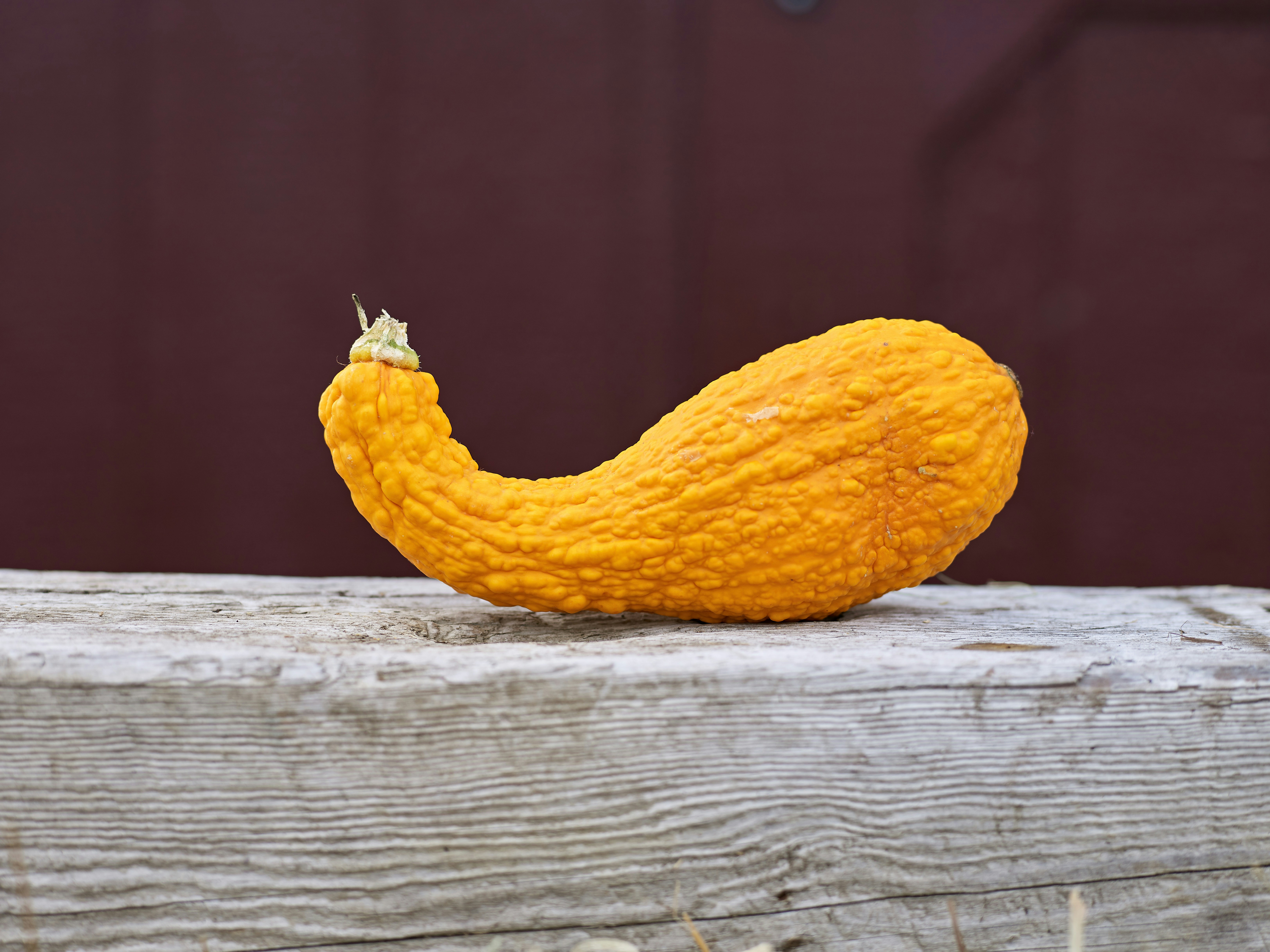 A curved, yellow gourd rests on a weathered wooden plank against a dark backdrop, a close-up still-life photograph.