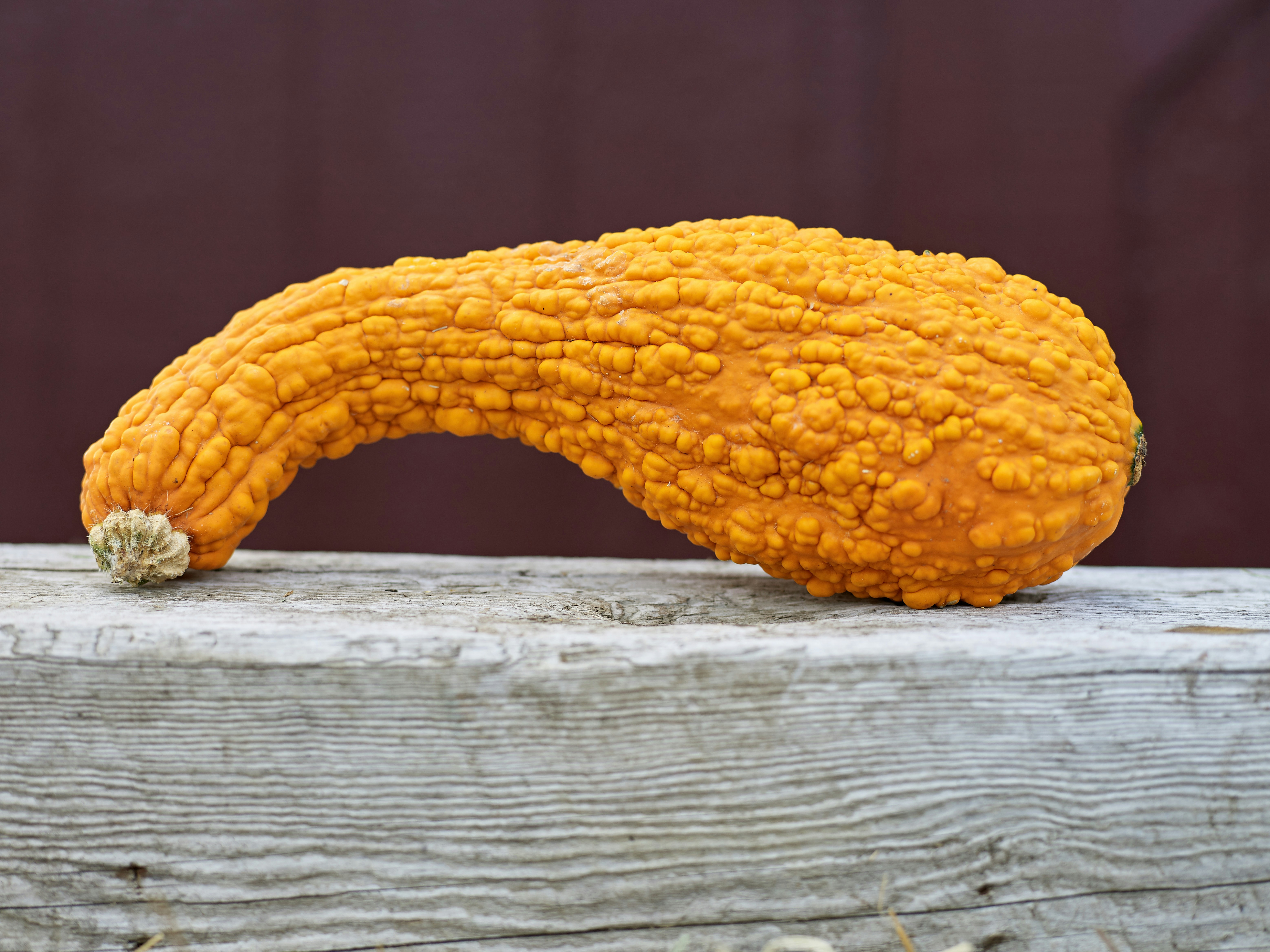 A vibrant orange gourd with a distinctive elongated shape rests on a weathered wooden surface.