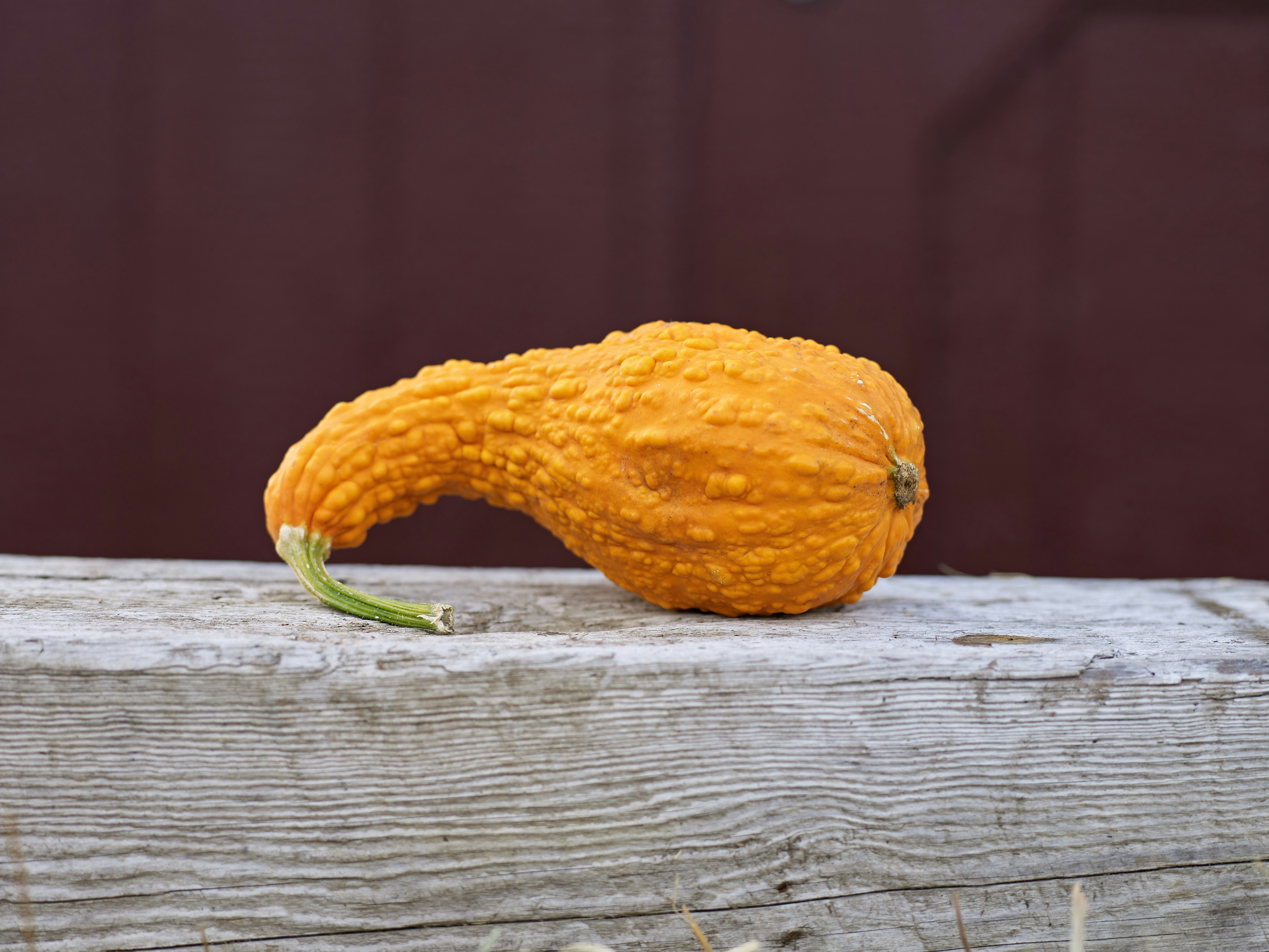 An oddly shaped orange gourd resting on a weathered wooden surface, showcasing its textured skin and vibrant color against a rustic backdrop.