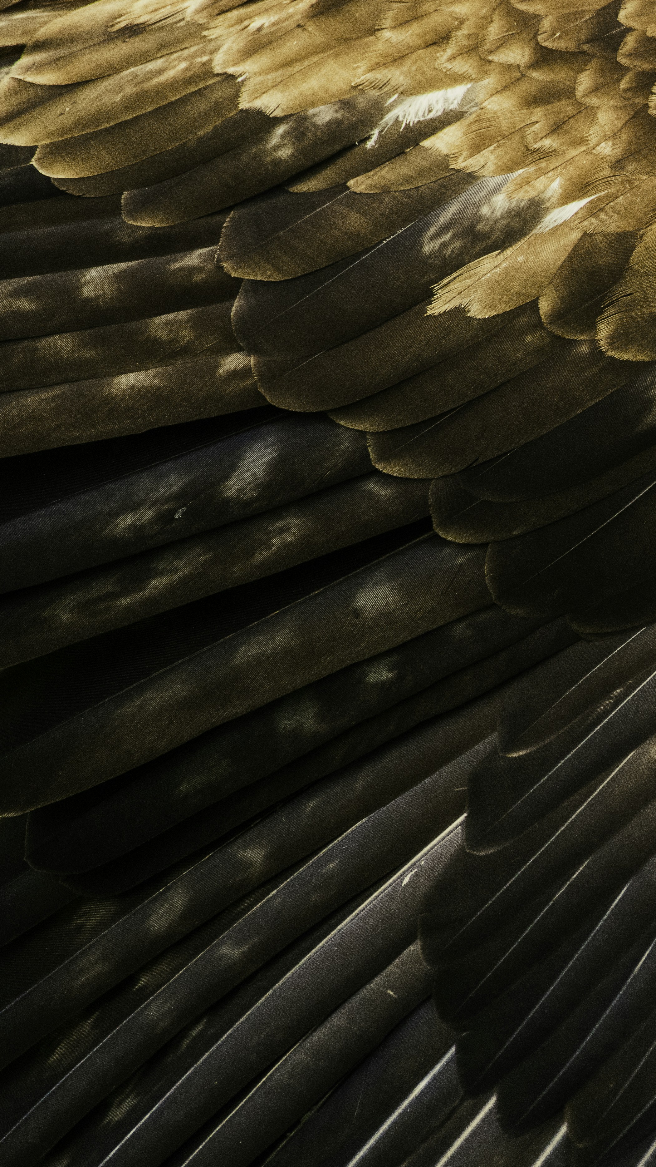 Brown bird wings in close up photography photo – Free Texture Image on ...