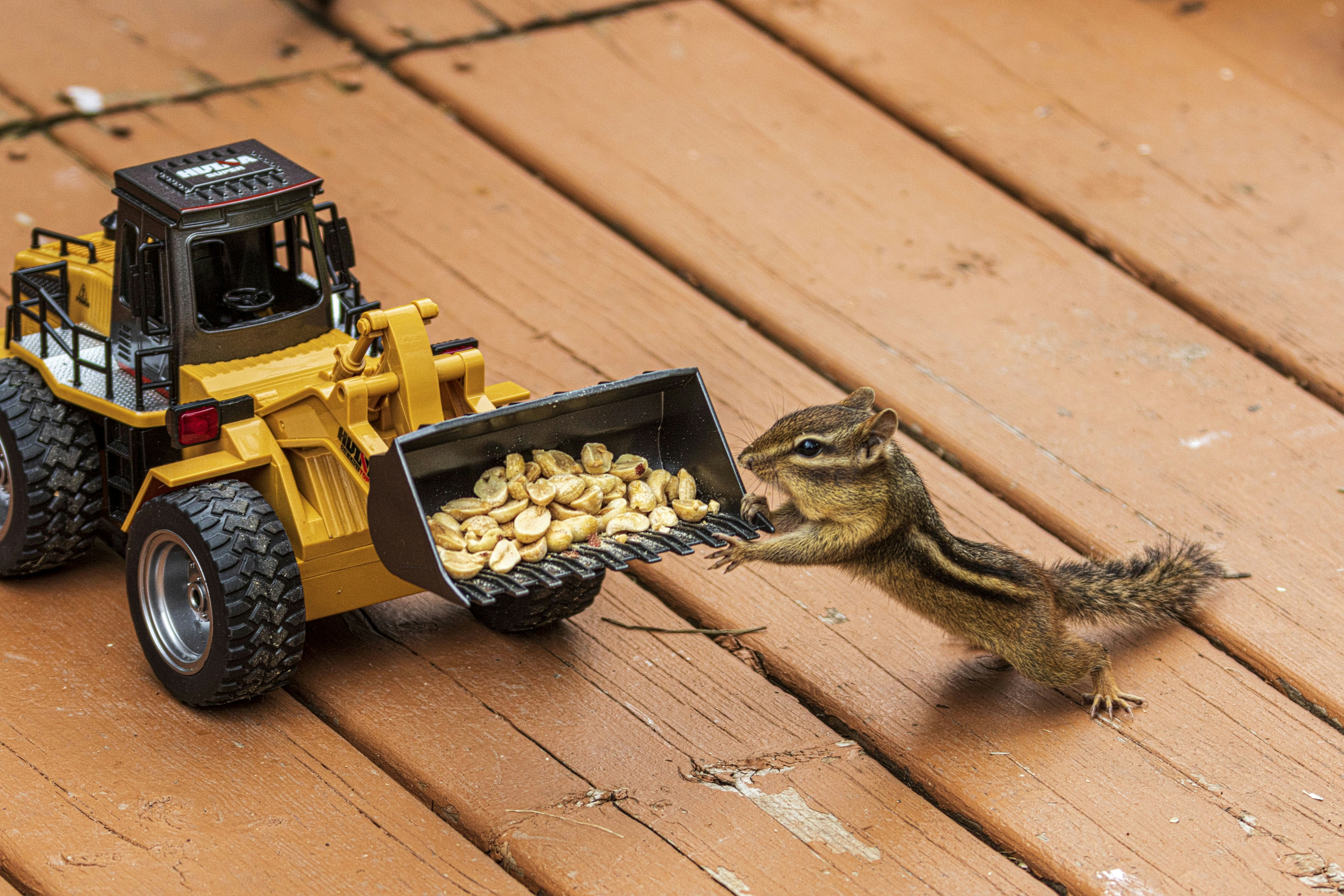 yellow and black heavy equipment toy