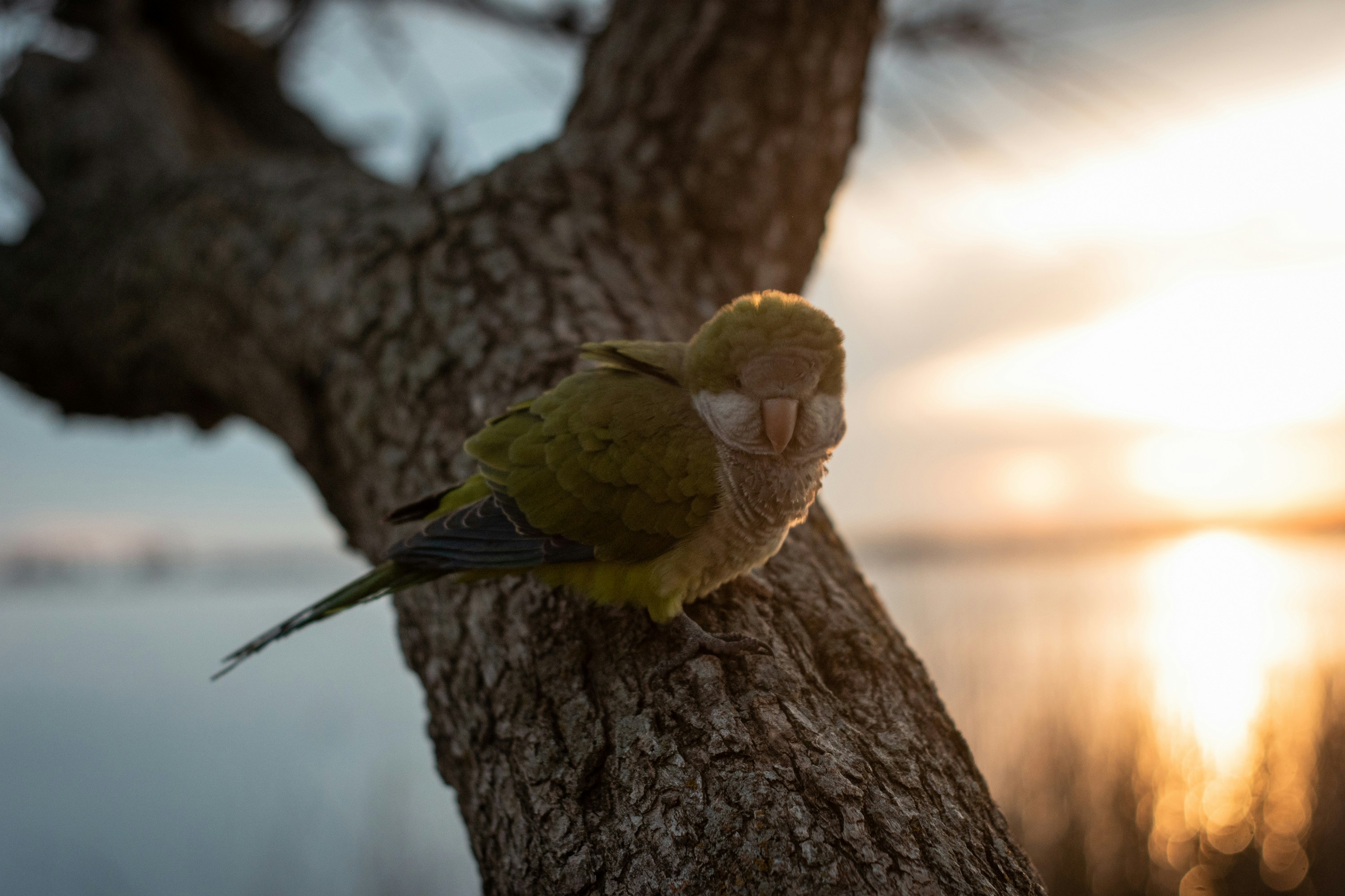 Verdant Perch at Golden Hour: Green Parrot on a Weathered Trunk