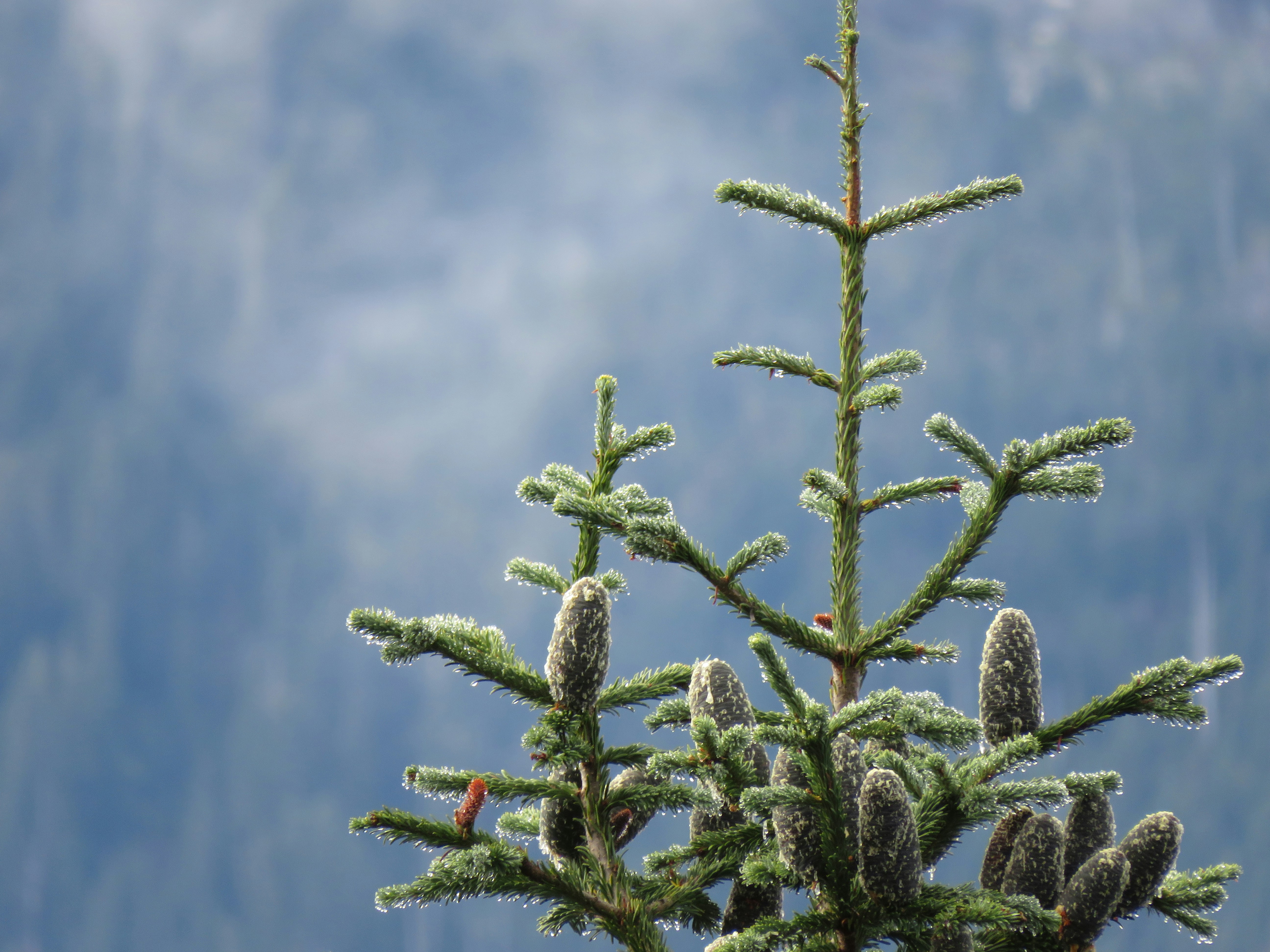 Frost-Lace Sprigs Against a Blue Alpine Mist