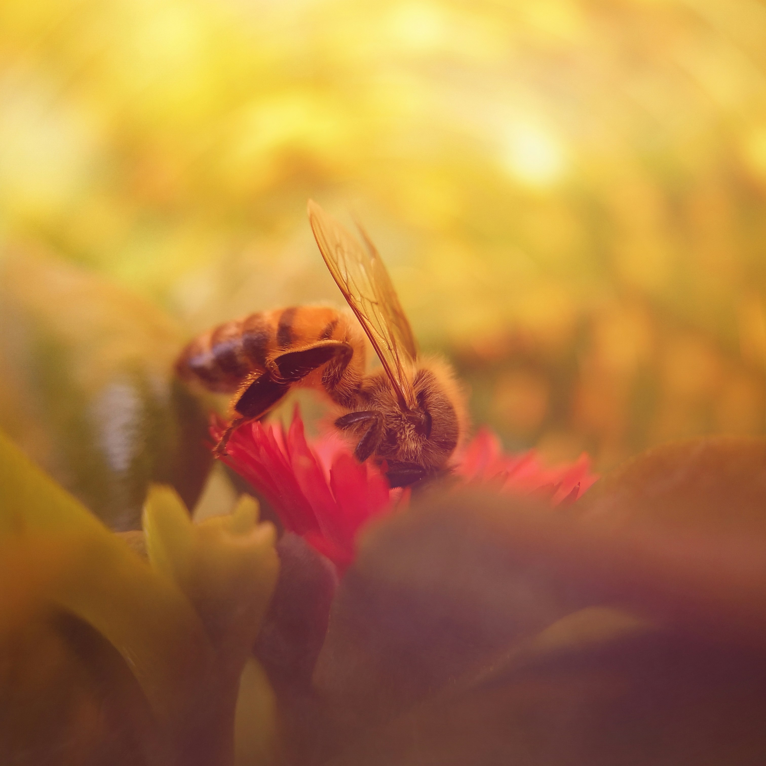 Honeybee collecting pollen from a vibrant flower, surrounded by lush green foliage. The scene captures the essence of nature's pollination process.