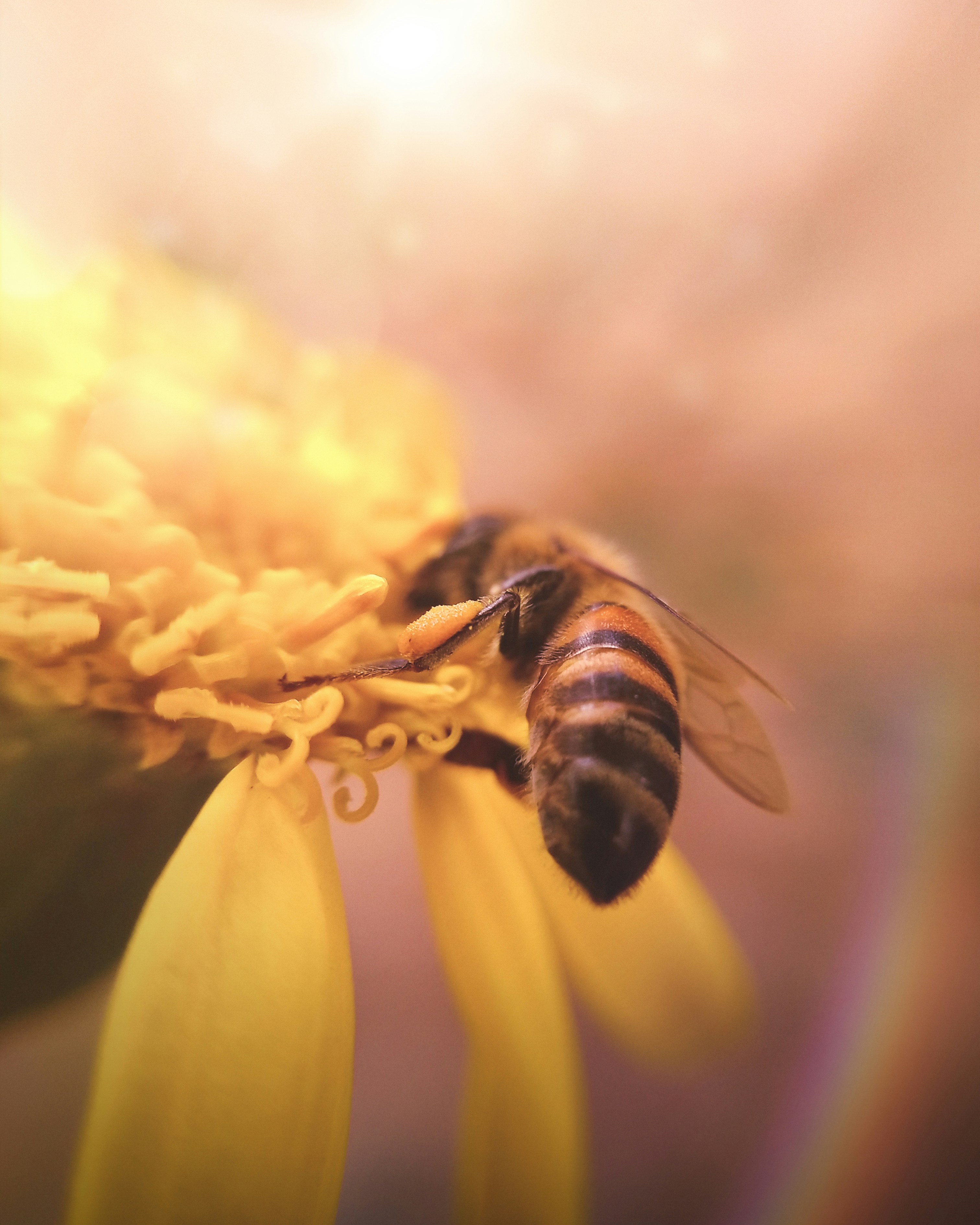 Macro photograph of a bee feeding on a yellow blossom, bathed in warm, diffuse backlight. The shallow depth-of-field isolates the insect from the soft background.