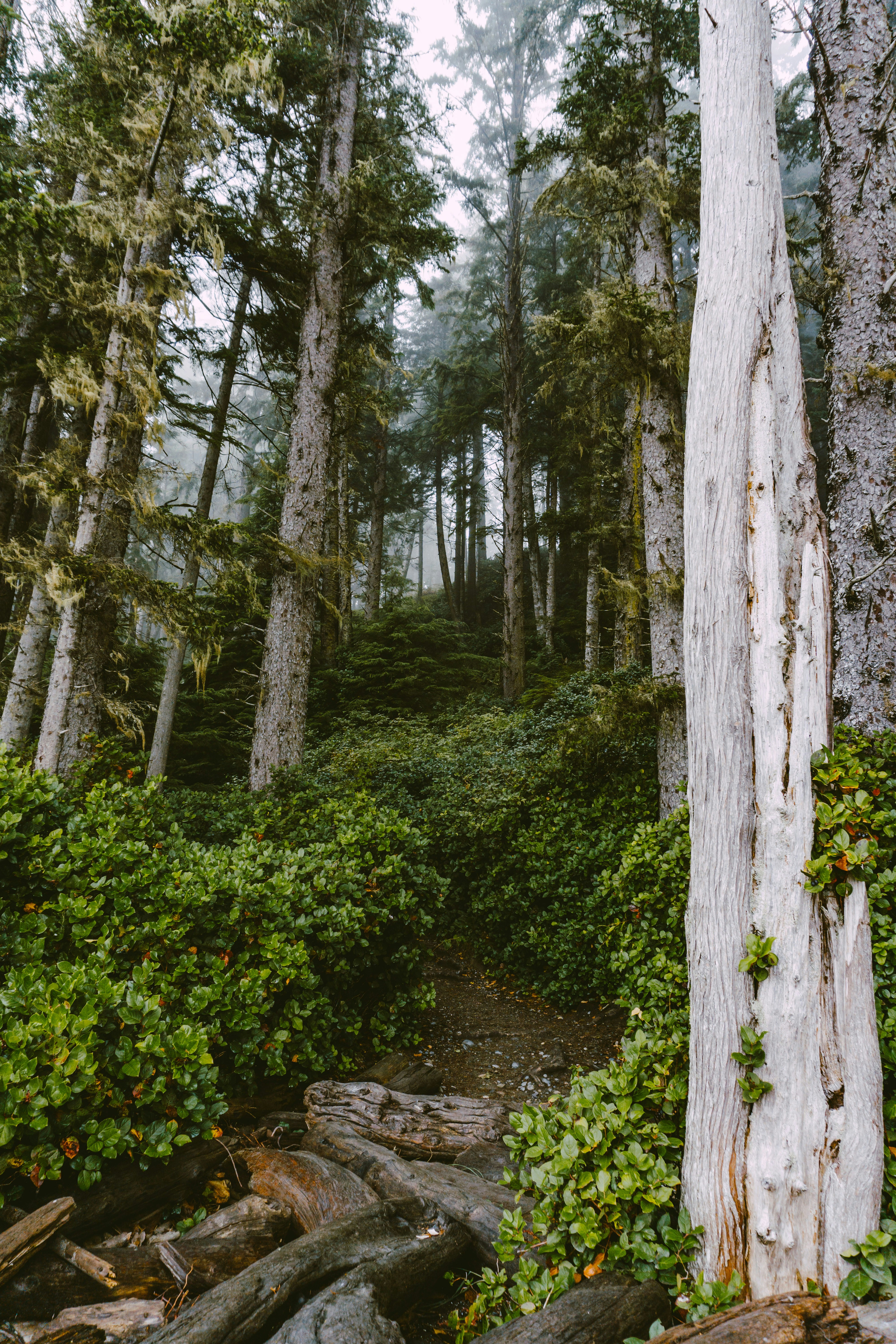A serene forest trail enveloped in mist, lined with towering trees and lush greenery. The pathway invites exploration through the tranquil wilderness.